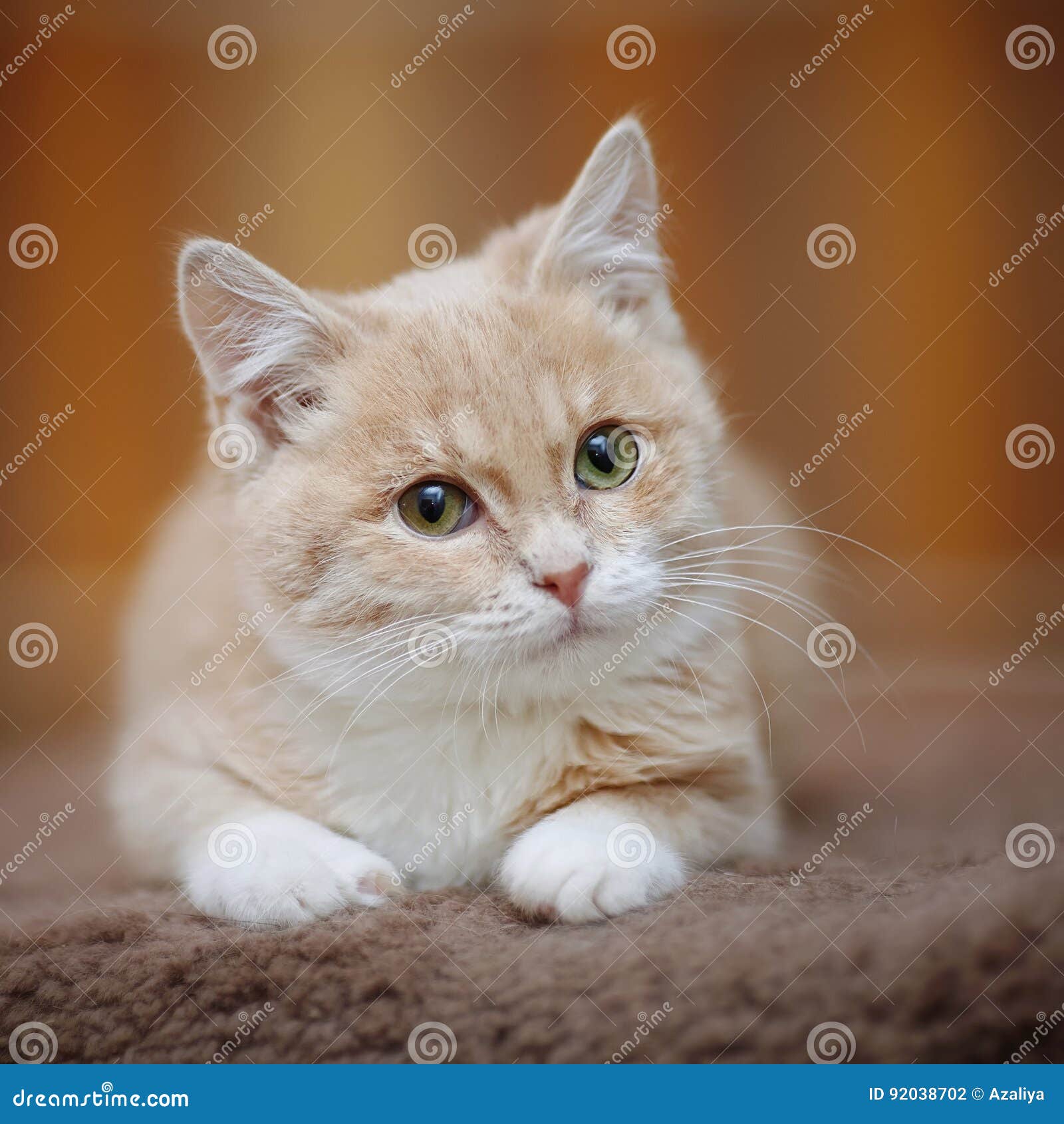 Portrait of Light-beige Tabby Kitten Stock Photo - Image of breed, claw ...