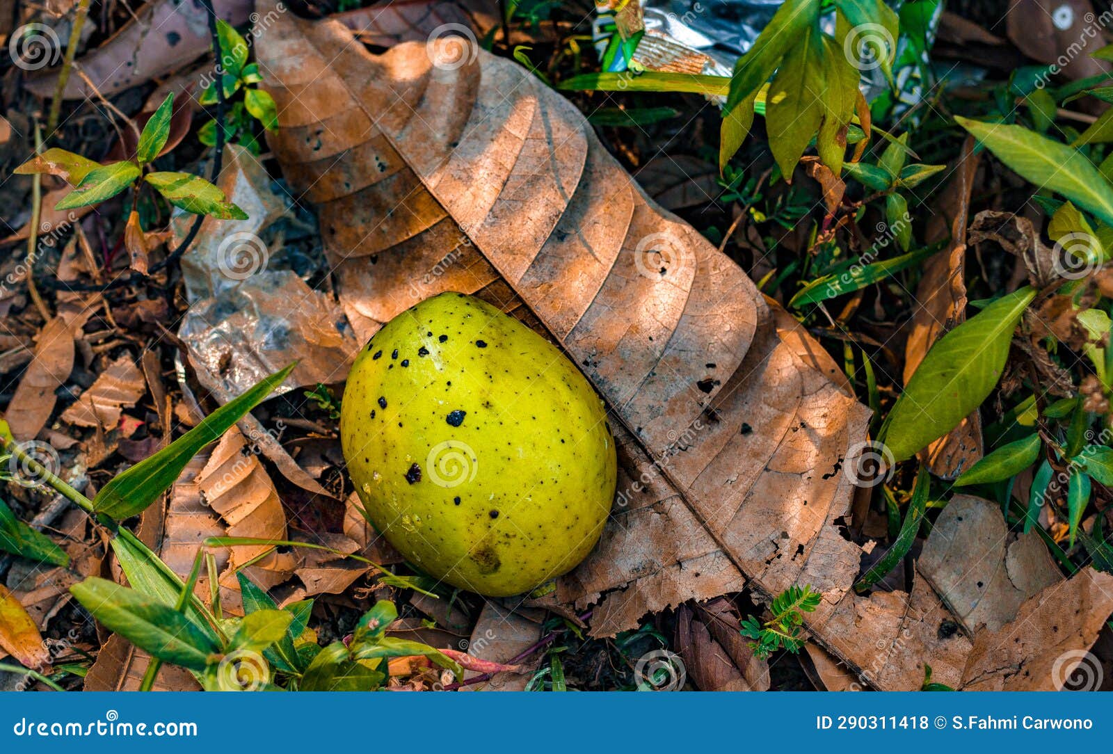 Portrait of Limus Mango Fruit Stock Photo - Image of thailand, wildlife ...
