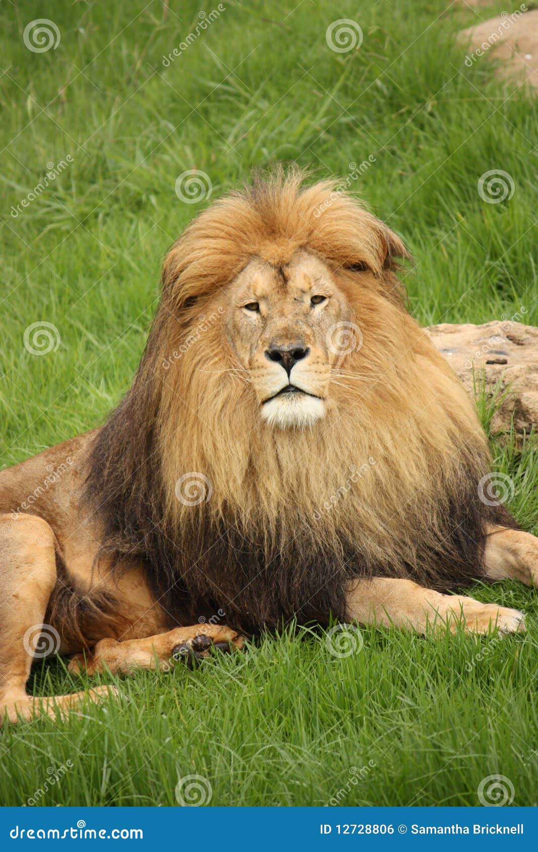 Portrait of a Lion stock photo. Image of lying, south - 12728806