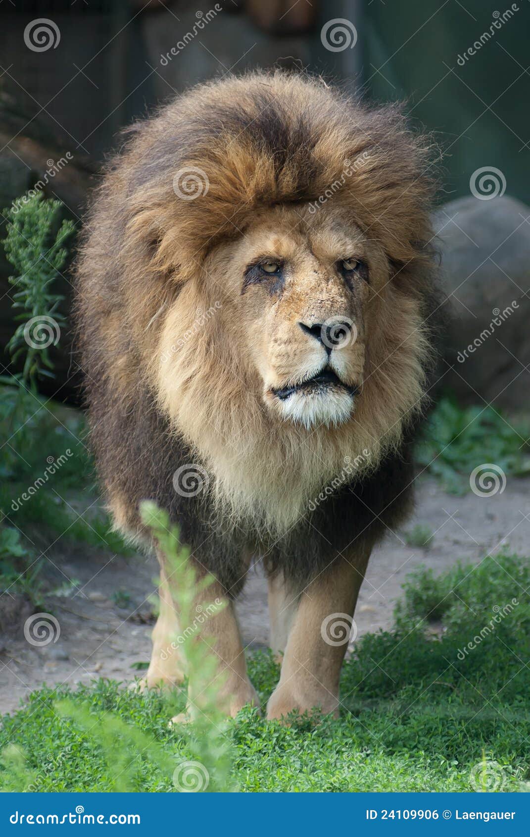 Portrait of a lion stock photo. Image of national, resting - 24109906