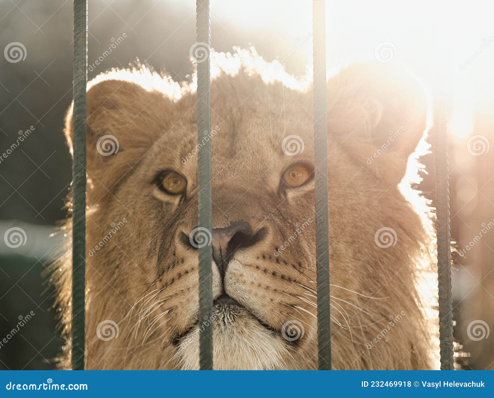 Lion Behind Tree In Africa Stock Photography | CartoonDealer.com #51106940