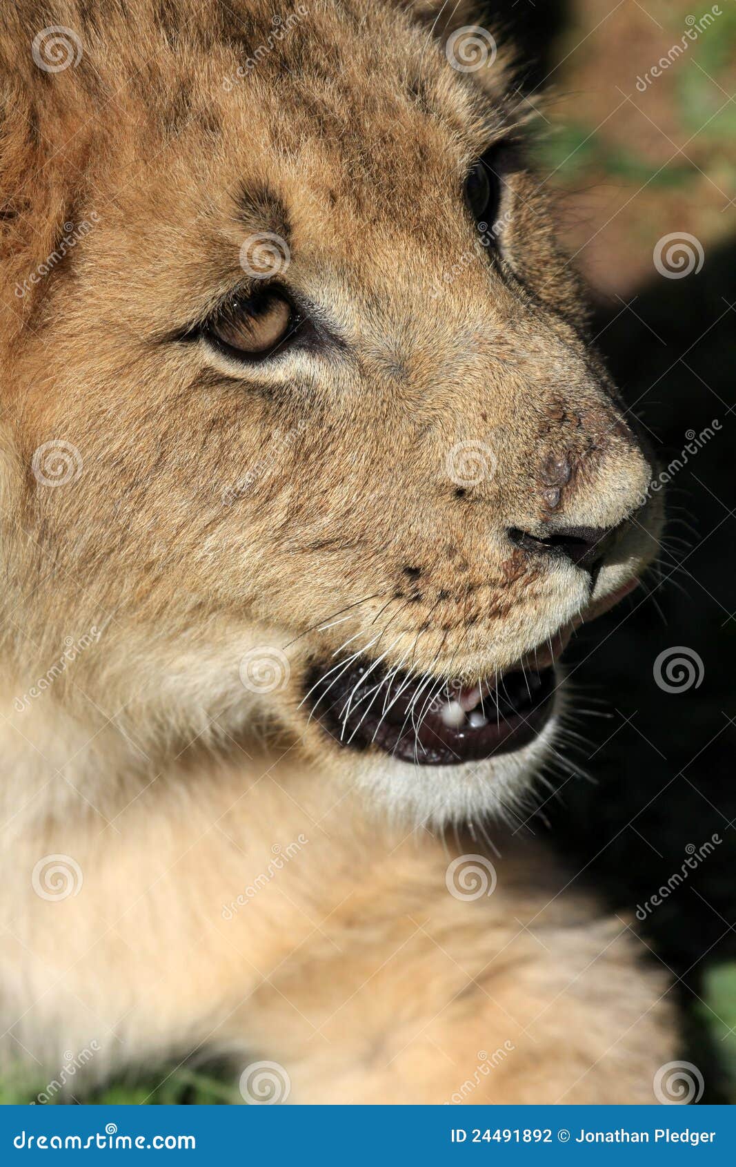 Portrait of a Lion Cubs Face Stock Photo - Image of girl, event: 24491892