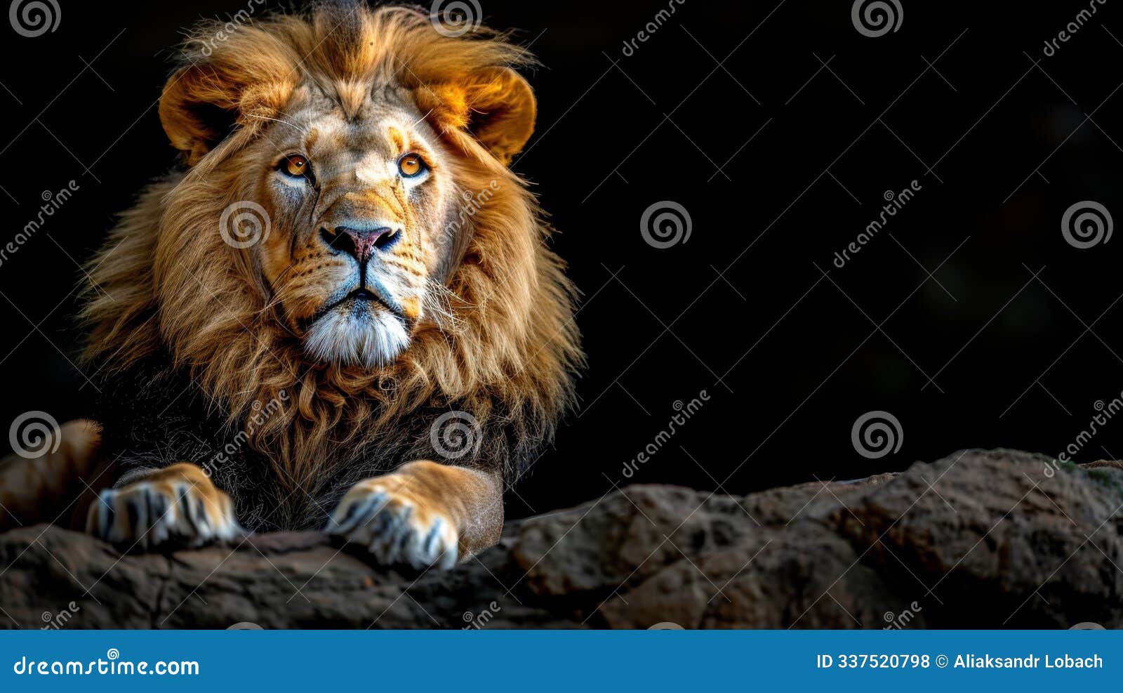 King Of Beasts Lion Stock Image | CartoonDealer.com #84895843