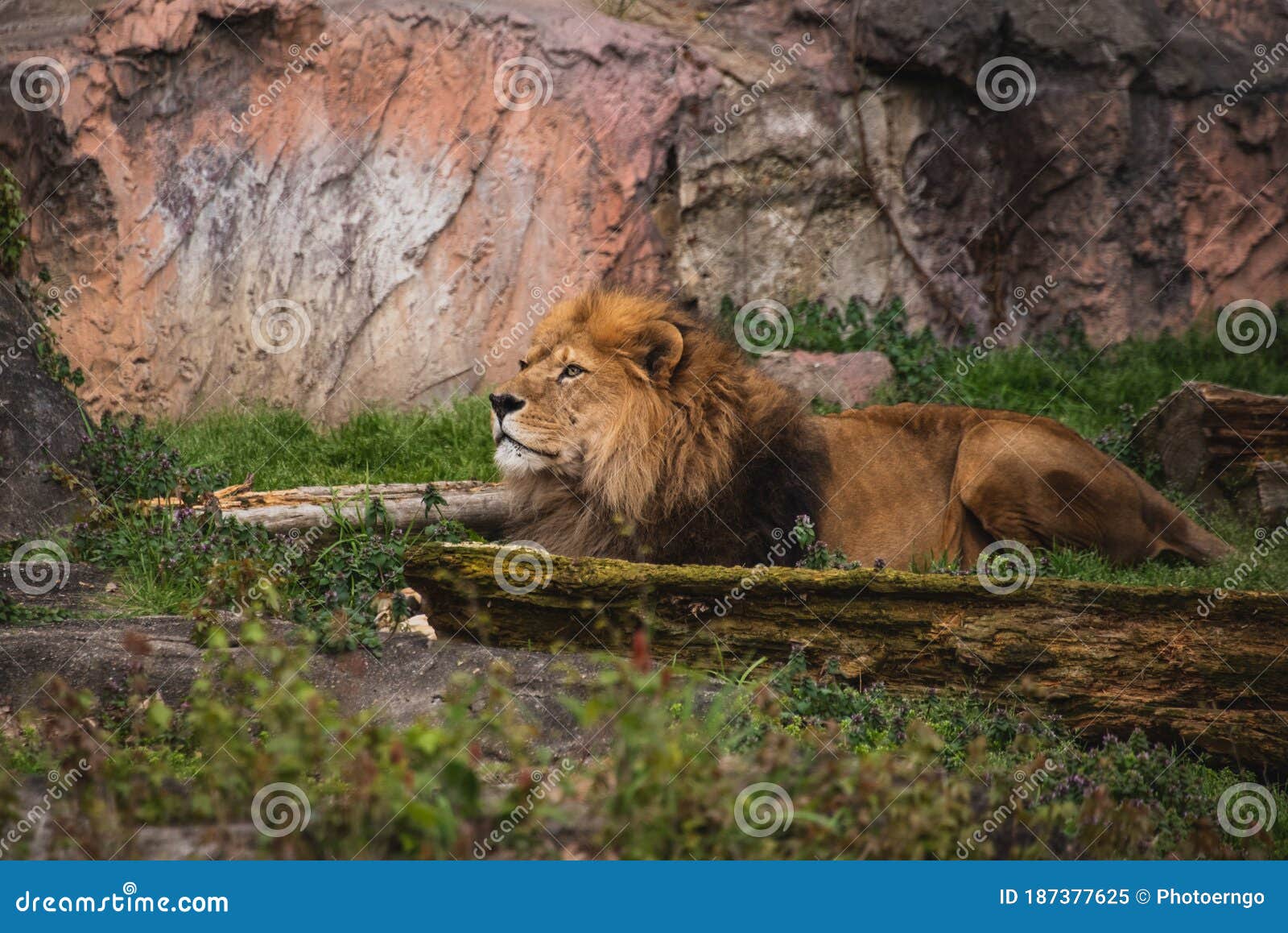 Portrait of a Lion Looking Forward on Grass Stock Image - Image of eyes ...