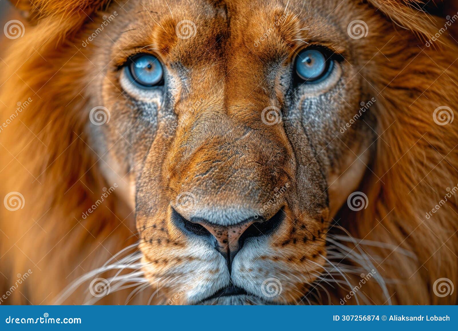 Portrait of a Lion S Muzzle in Close-up. the Lion S Head Stock Photo ...