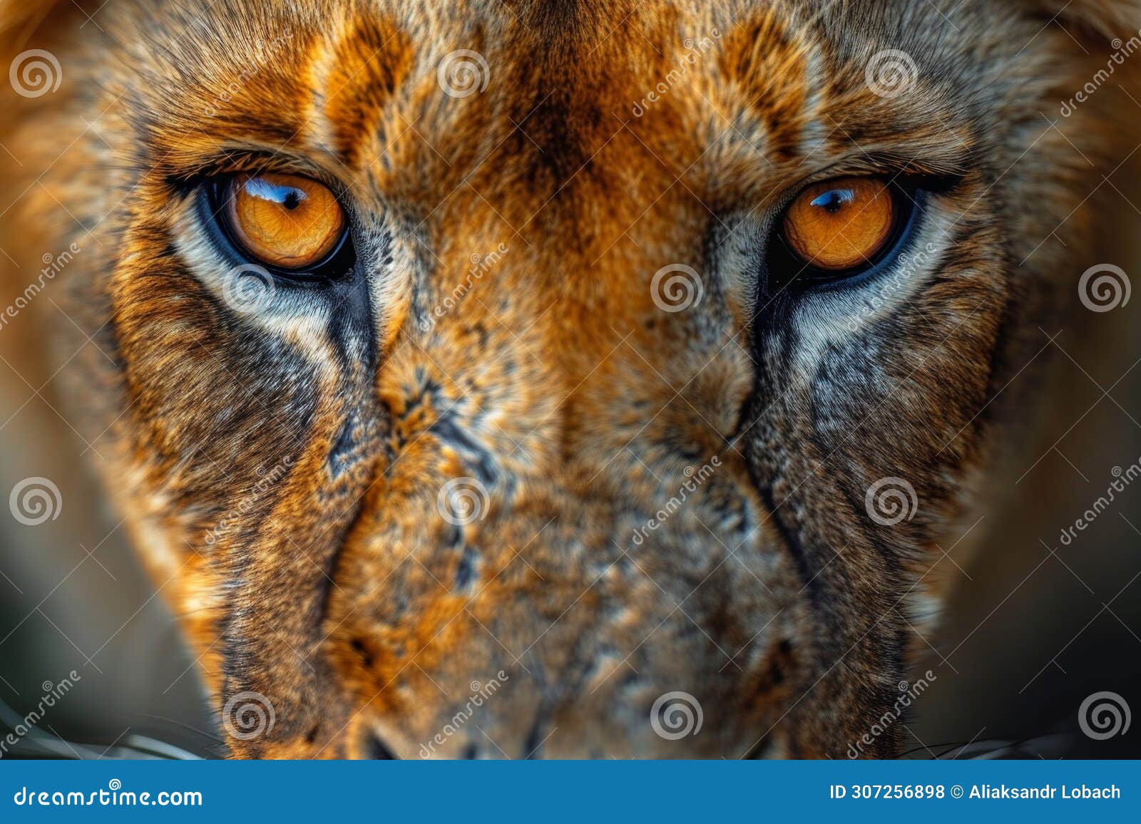 Portrait of a Lion S Muzzle in Close-up. the Lion S Head Stock ...