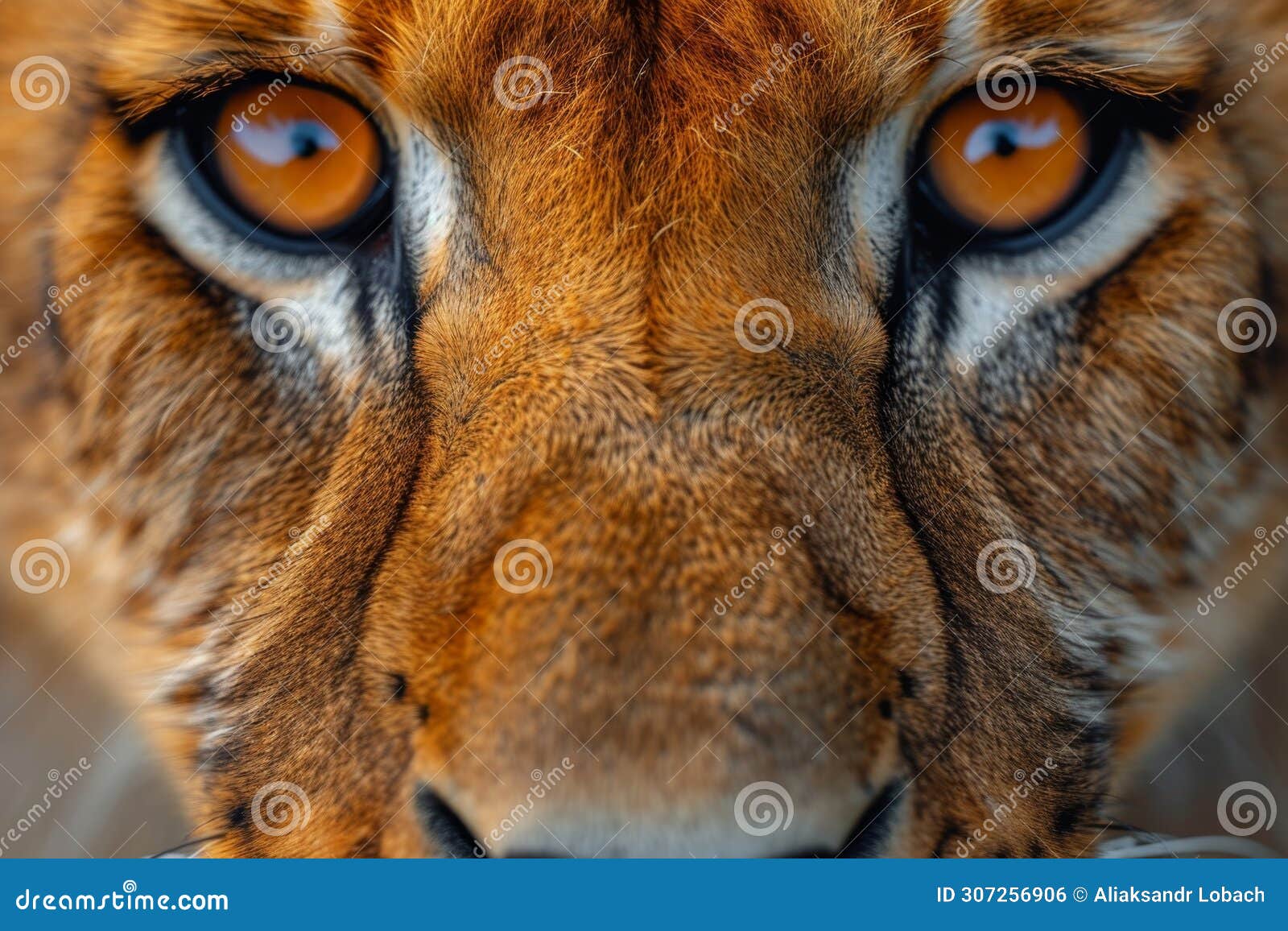 Portrait of a Lion S Muzzle in Close-up. the Lion S Head Stock Photo ...