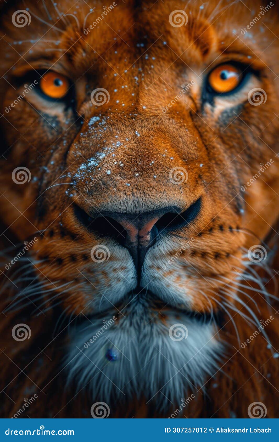 Portrait of a Lion S Muzzle in Close-up. the Lion S Head Stock Photo ...