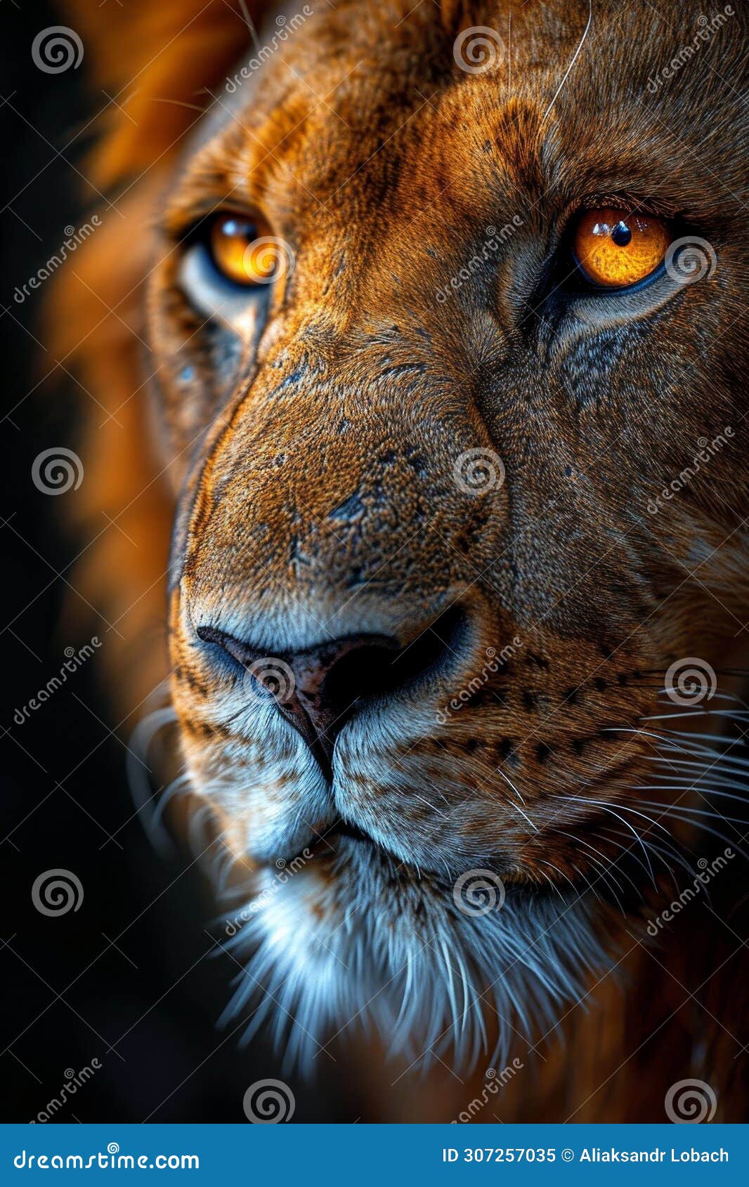 Portrait of a Lion S Muzzle in Close-up. the Lion S Head Stock Image ...