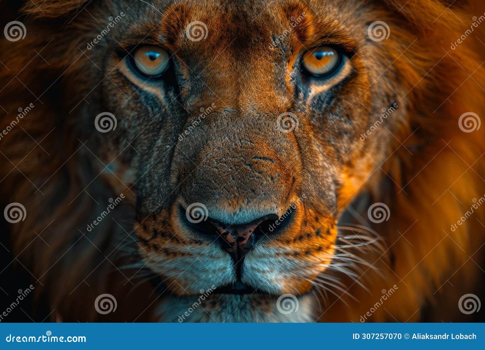 Portrait of a Lion S Muzzle in Close-up. the Lion S Head Stock Photo ...