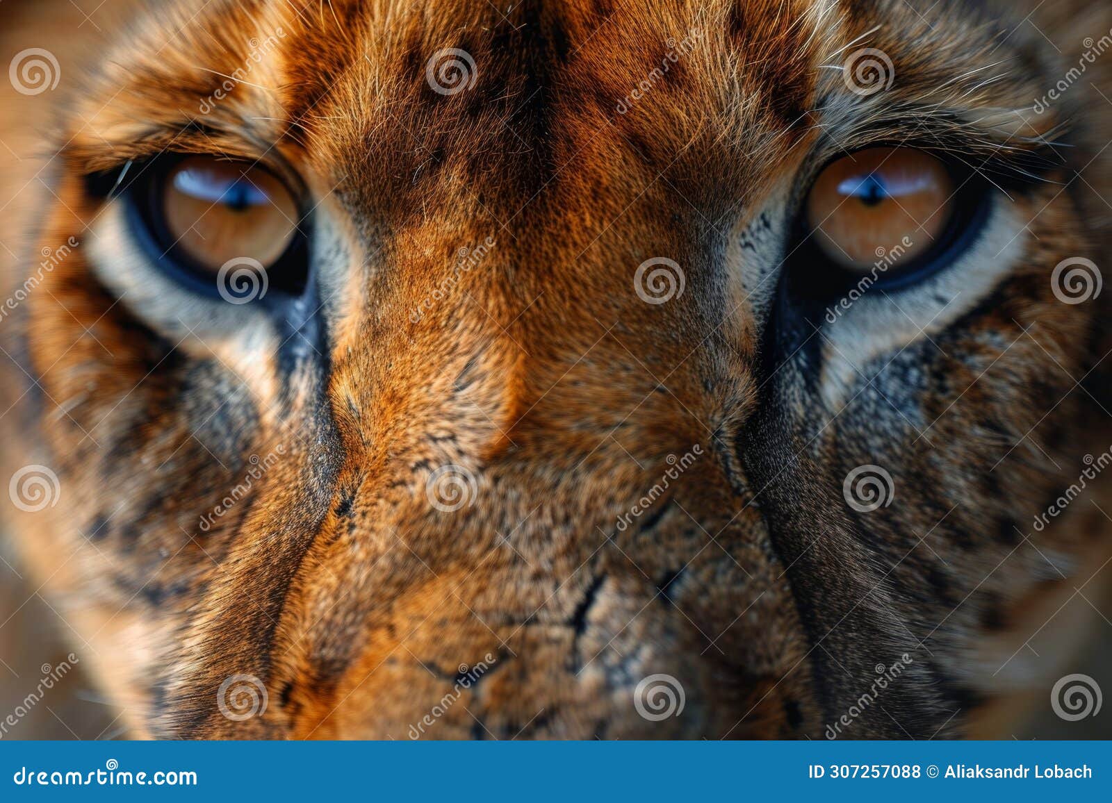Portrait of a Lion S Muzzle in Close-up. the Lion S Head Stock Photo ...