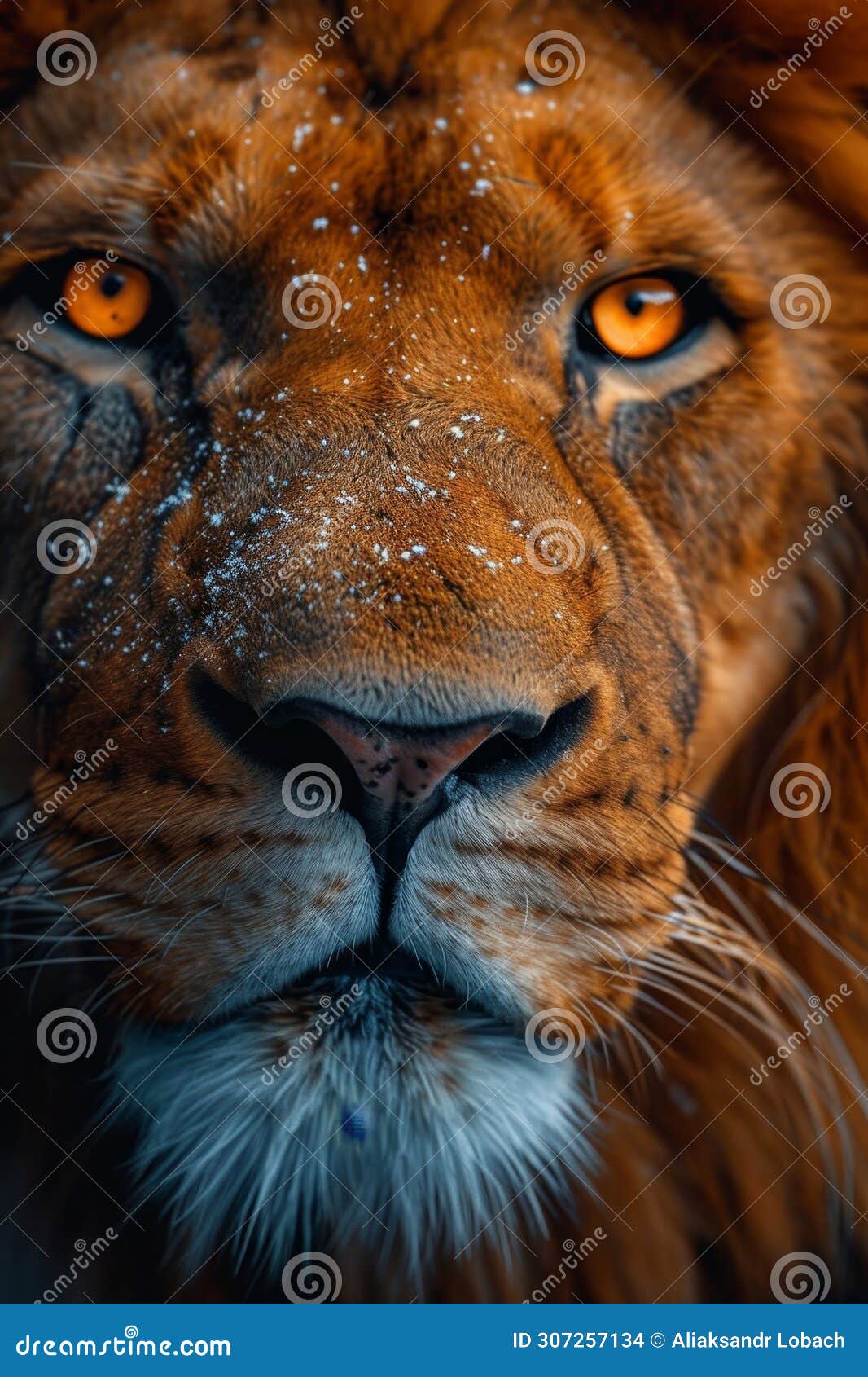 Portrait of a Lion S Muzzle in Close-up. the Lion S Head Stock Photo ...