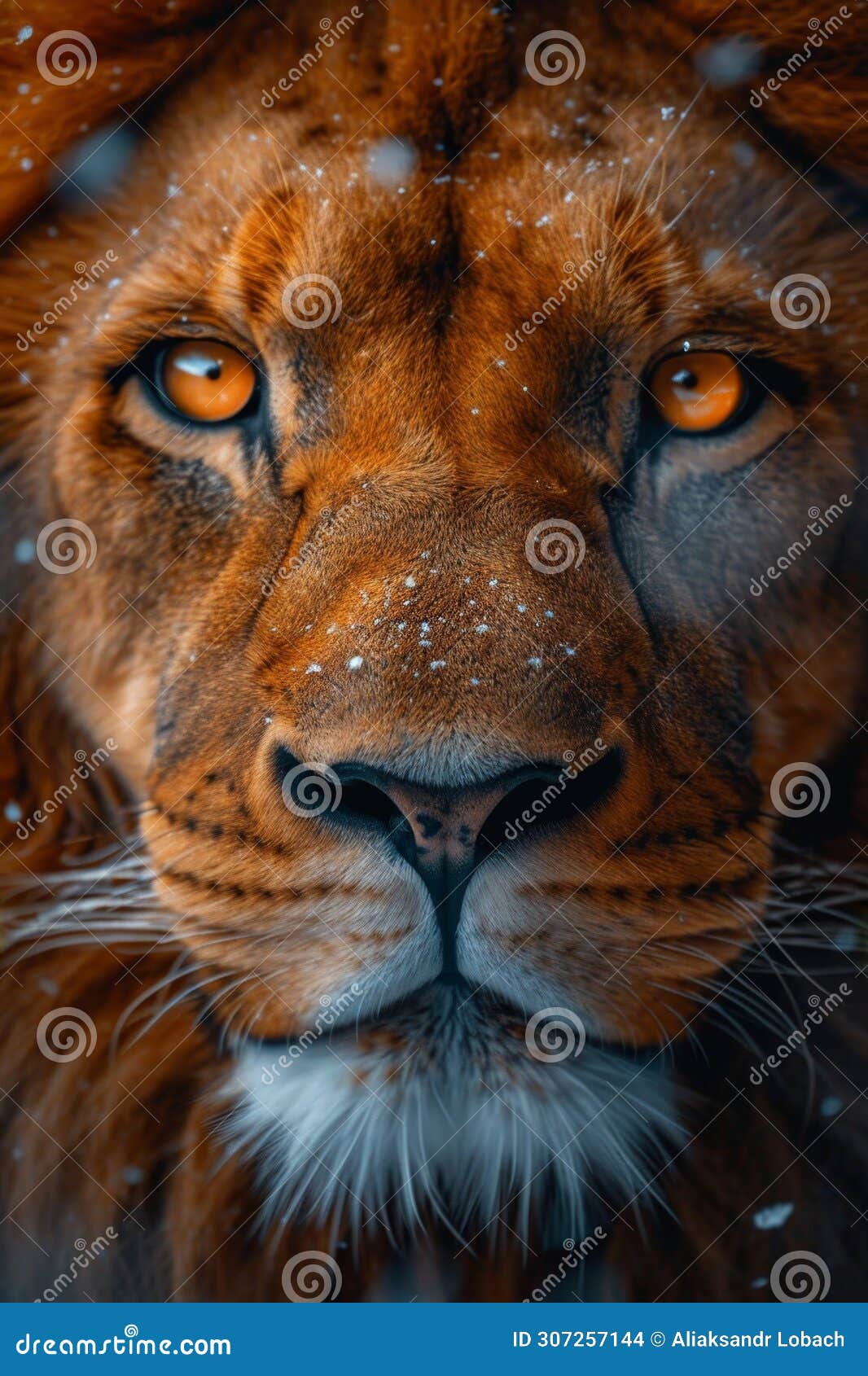 Portrait of a Lion S Muzzle in Close-up. the Lion S Head Stock Photo ...