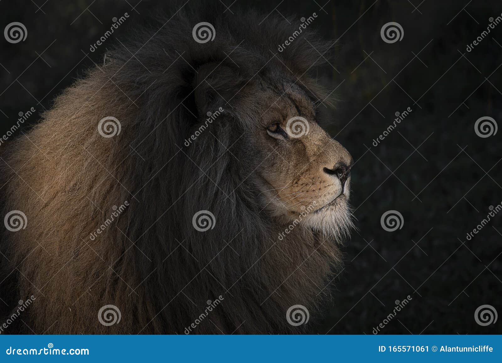 Portrait of a Lion in the Shadows Stock Image - Image of rays, animal ...