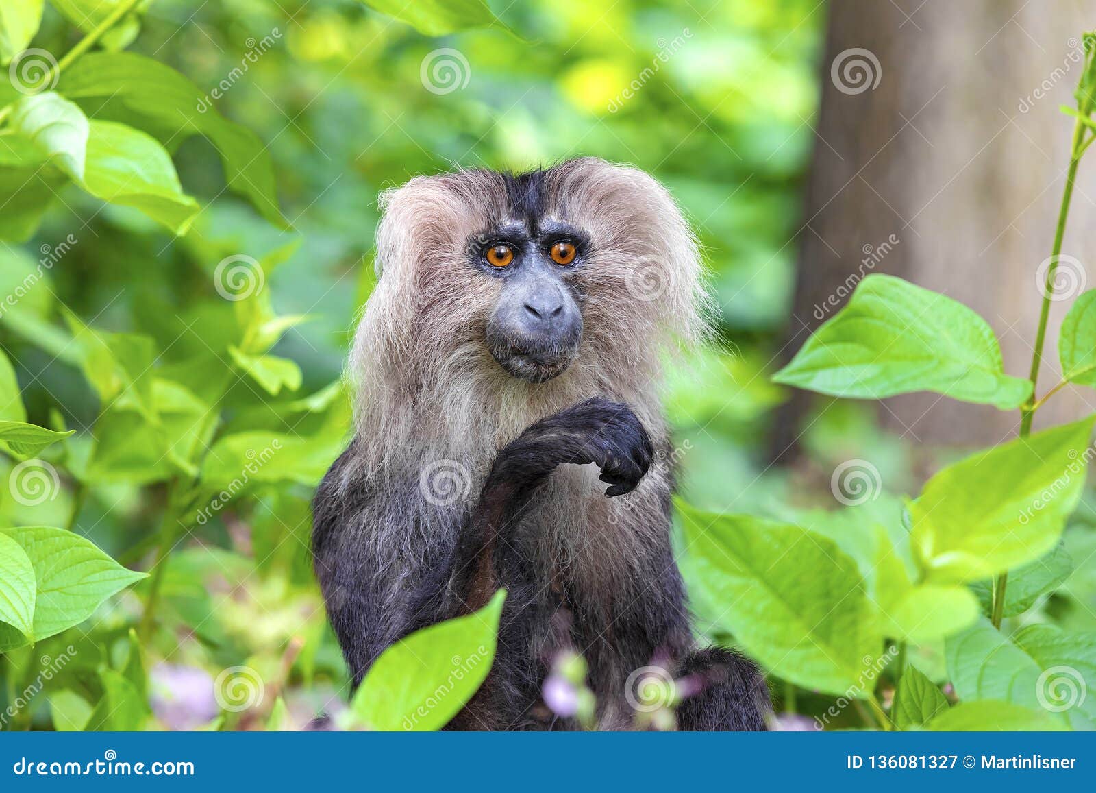 Portrait of Lion-tailed Macaque Macaca Silenus. Stock Image - Image of ...