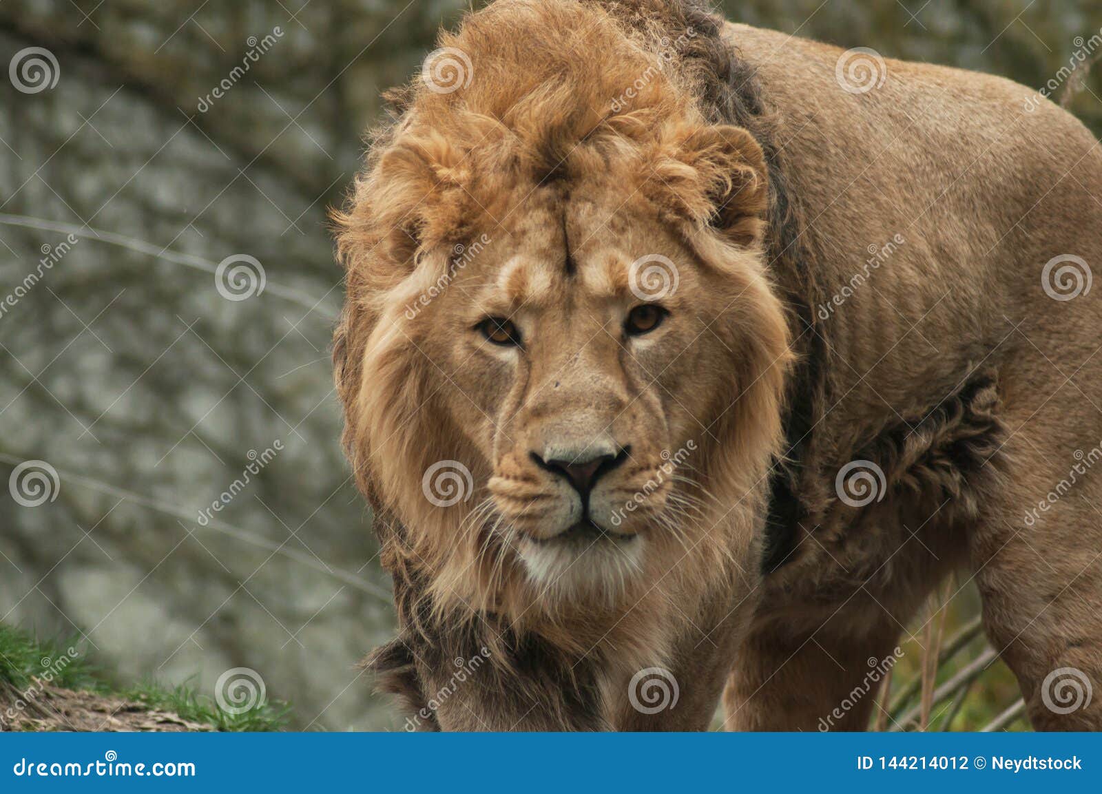 Lion watching camera stock photo. Image of endangered - 144214012