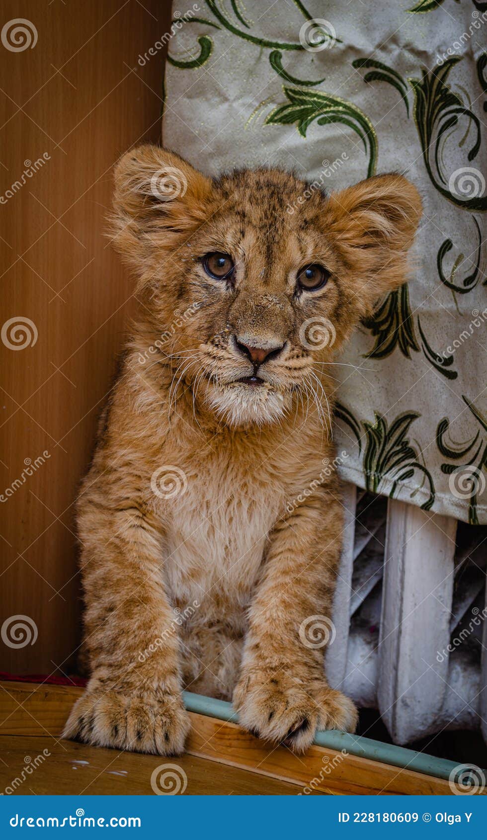 Portrait of Lionca at home stock image. Image of face - 228180609