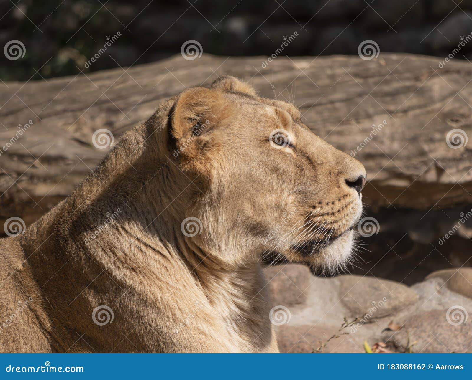 A Portrait Of A Lioness` Head Stock Photo | CartoonDealer.com #218337150