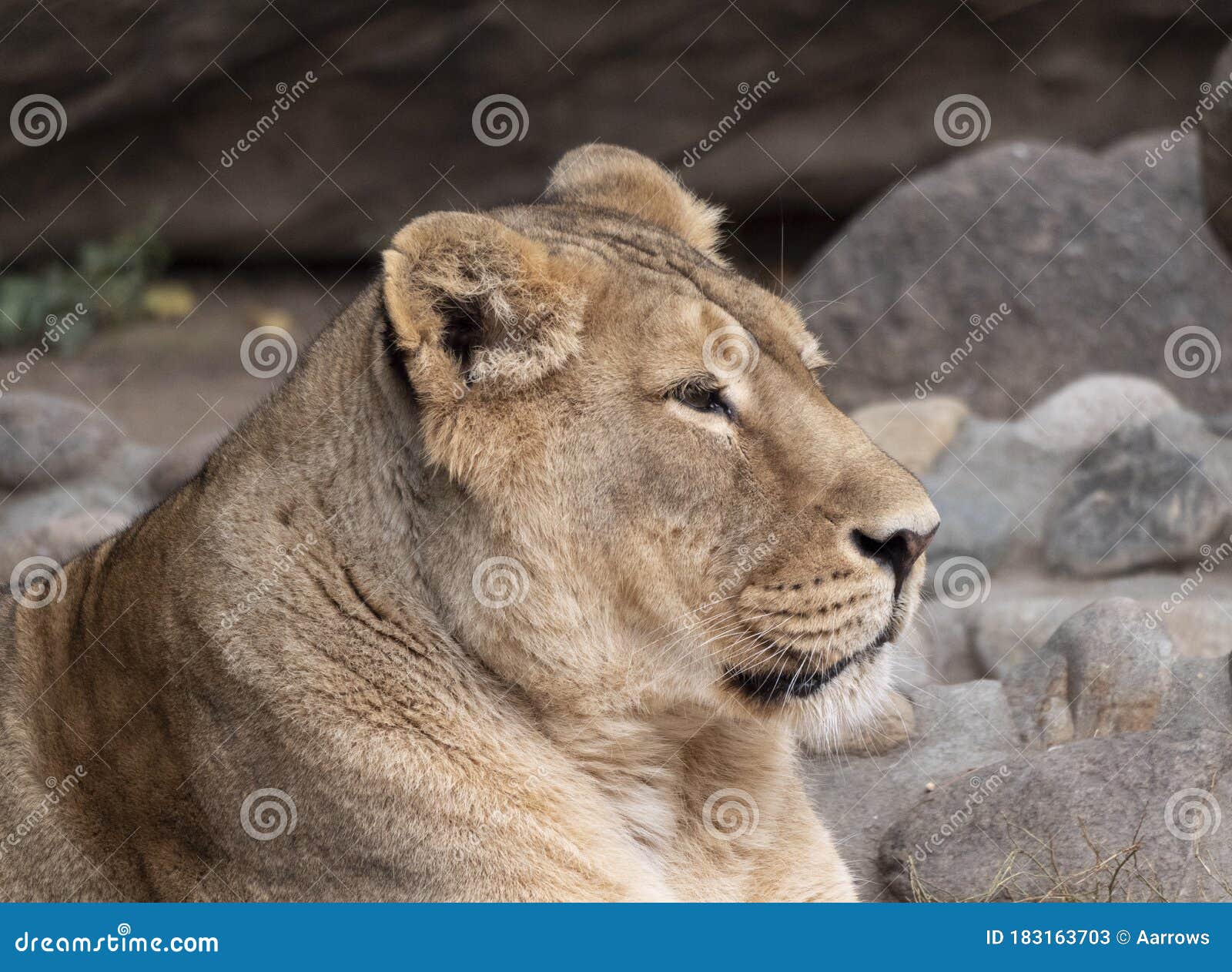 A Portrait Of A Lioness` Head Stock Photo | CartoonDealer.com #218337150