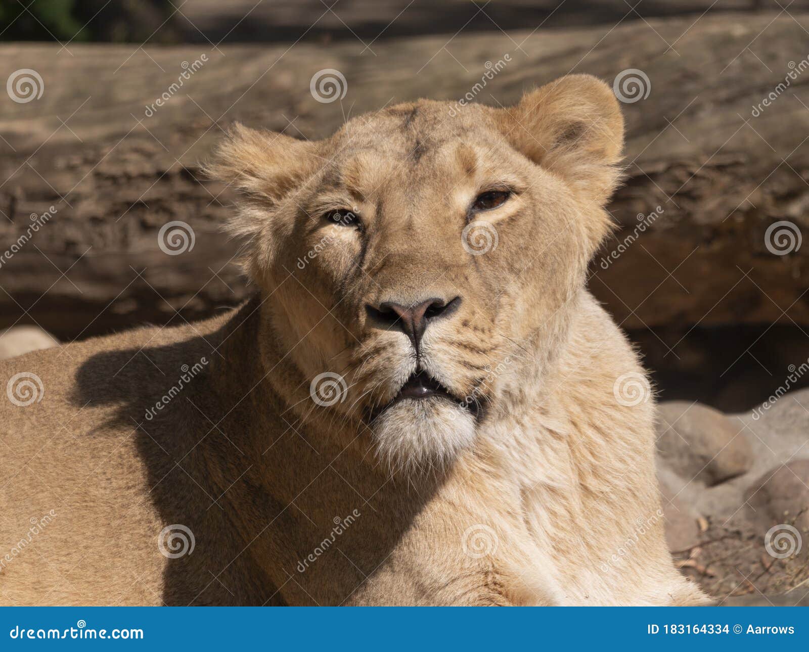 A Portrait Of A Lioness` Head Stock Photo | CartoonDealer.com #218337150
