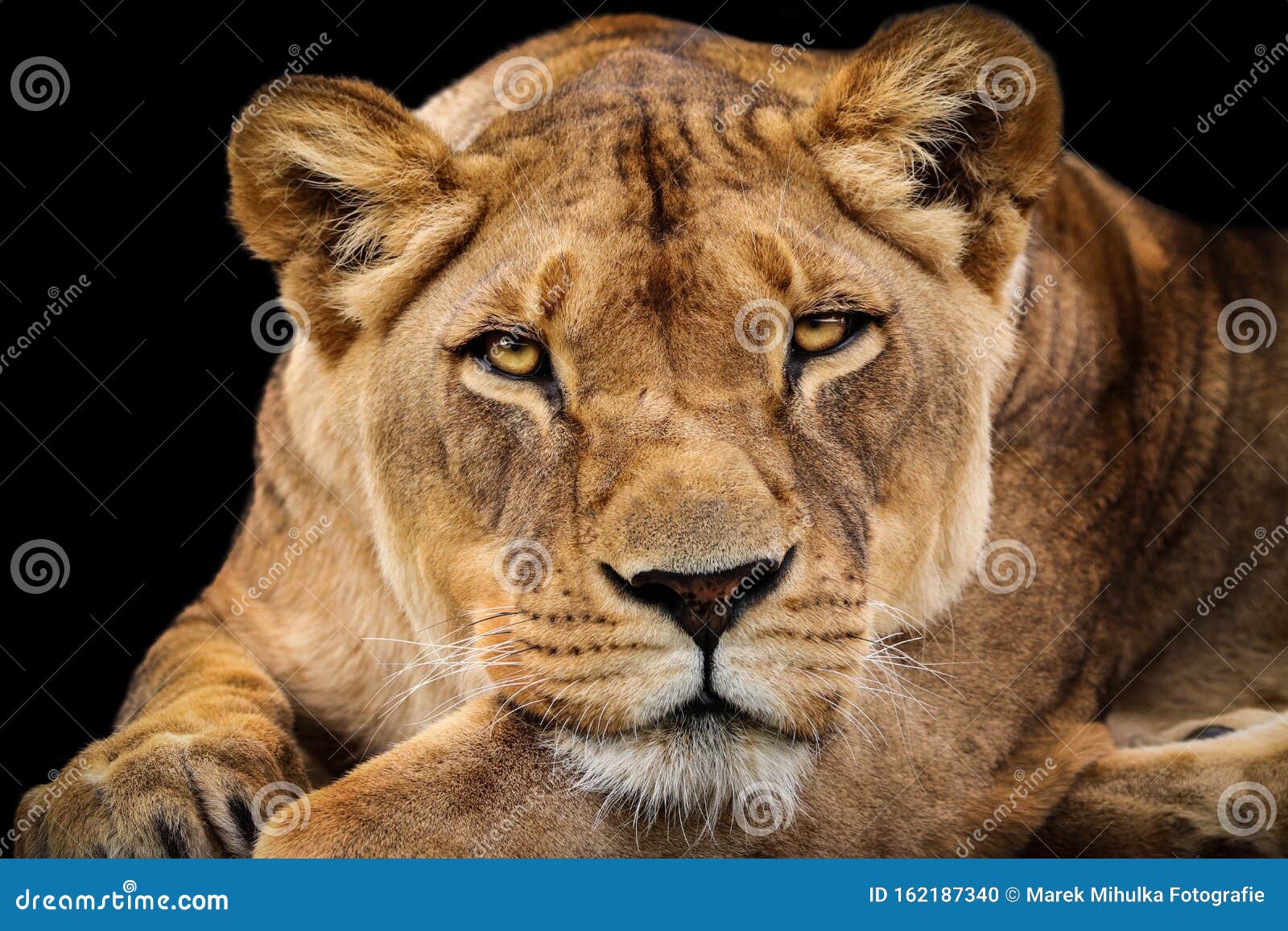 Portrait lioness stock photo. Image of powerful, foraging - 162187340