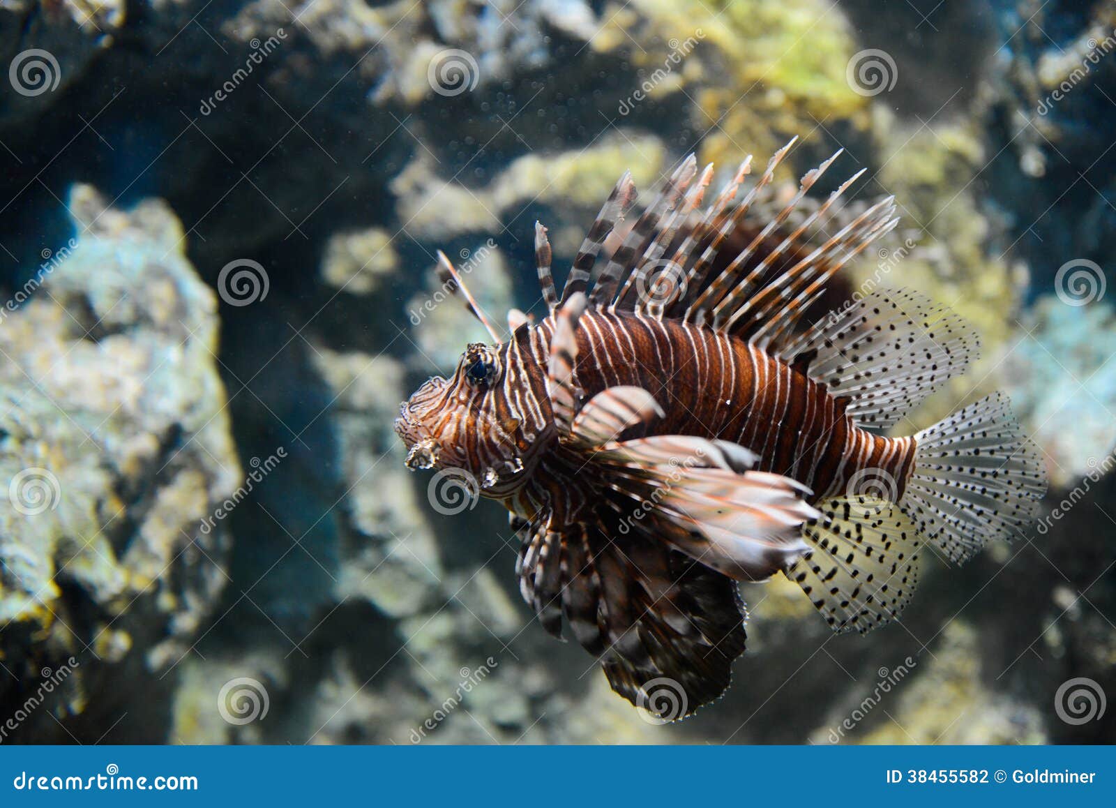 Portrait of lionfish stock photo. Image of ocean, aquatic - 38455582