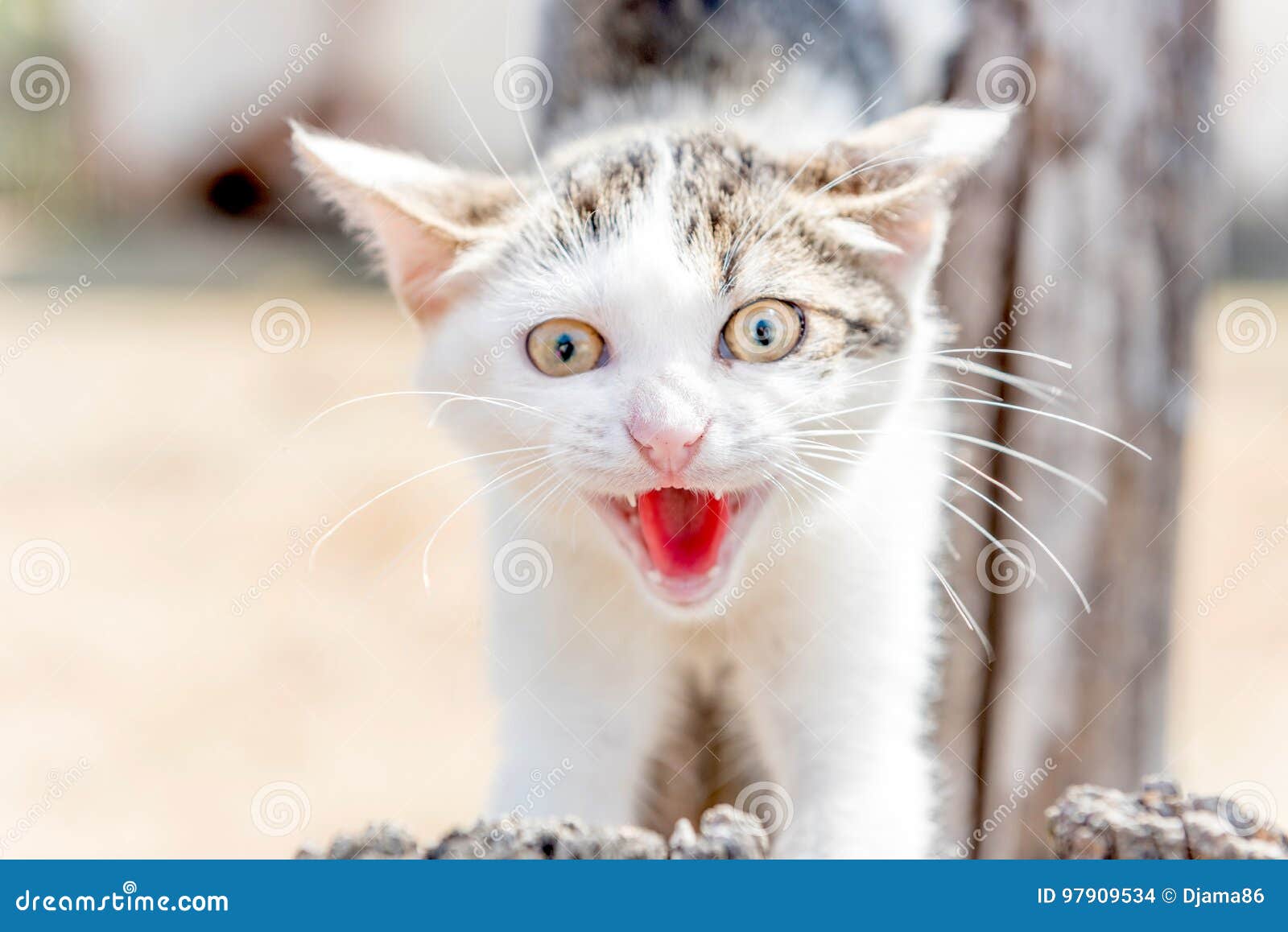 Cartoon Angry Little Cat Stock Photos - Free & Royalty-Free Stock ...