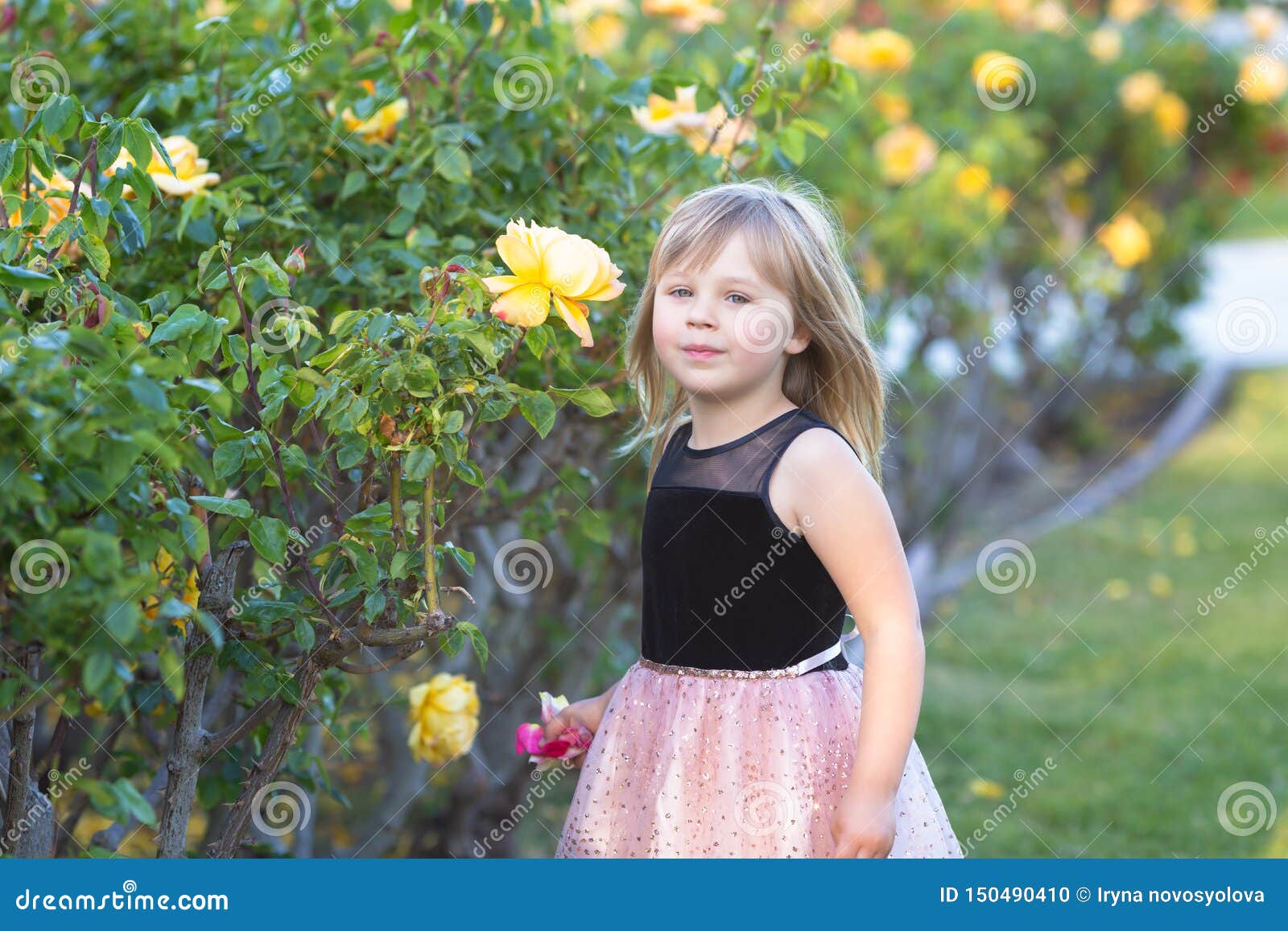 A Portrait of Little Caucasian Girl Near Yellow Roses Bush in a Rose ... A Portrait of Little Caucasian Girl Near Yellow Roses Bush in a Rose ...
