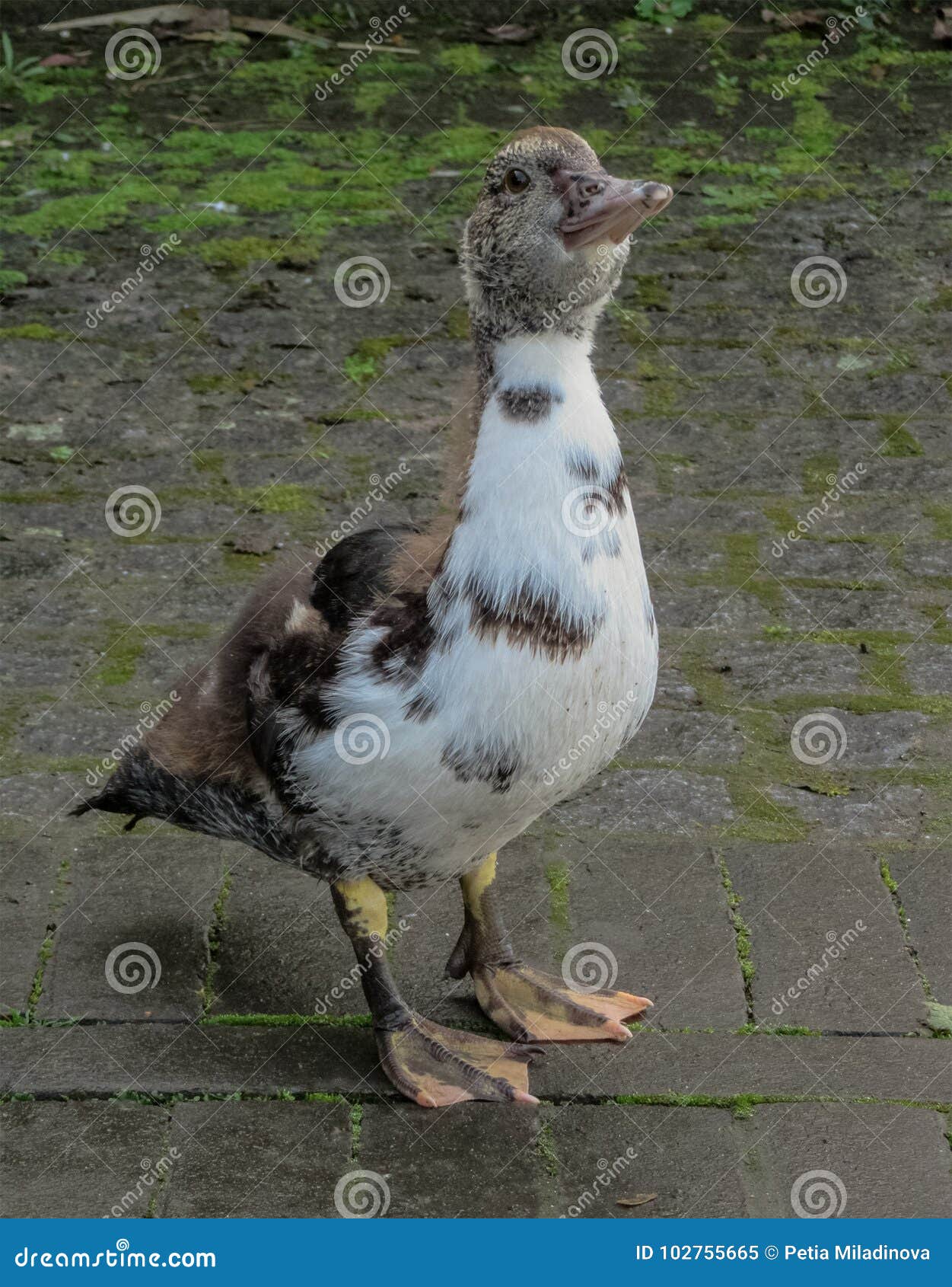 Portrait of a little duck stock image. Image of flanders - 102755665