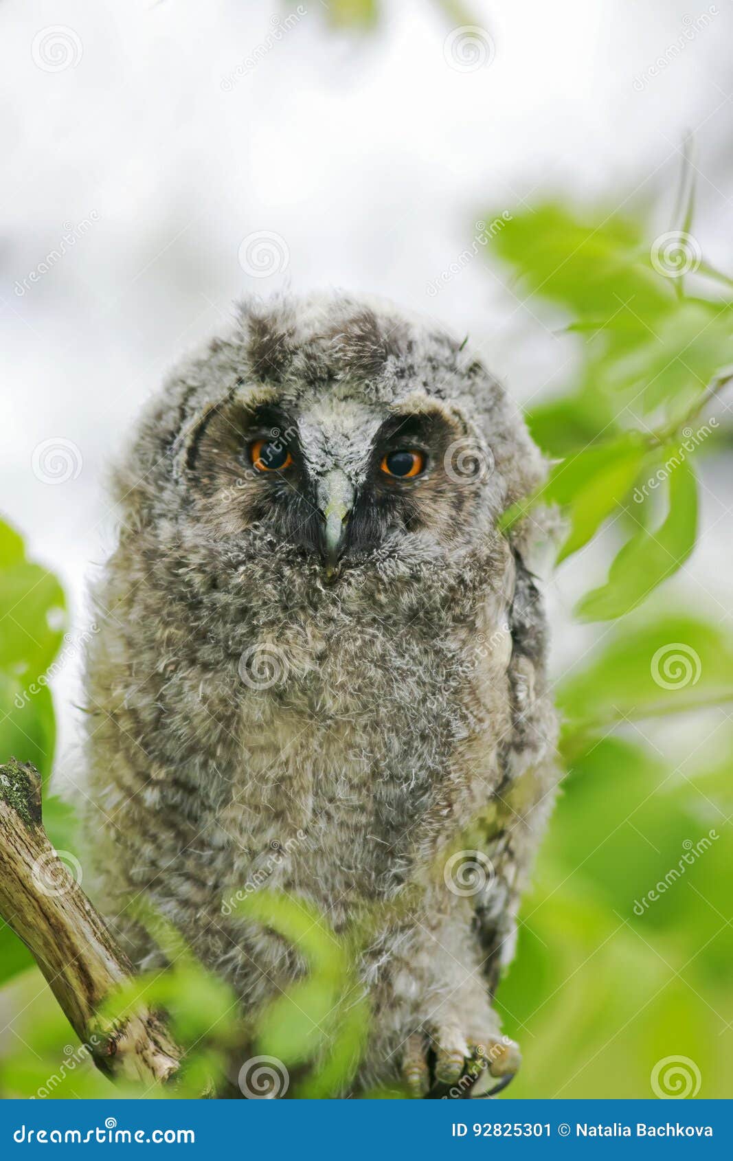 Portrait of a Little Funny Fluffy Owl in a Sunny Spring Forest Stock ...