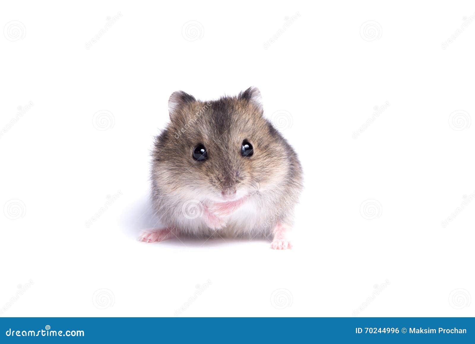 Portrait of a Little Hamster on an Isolated Background Stock Photo ...