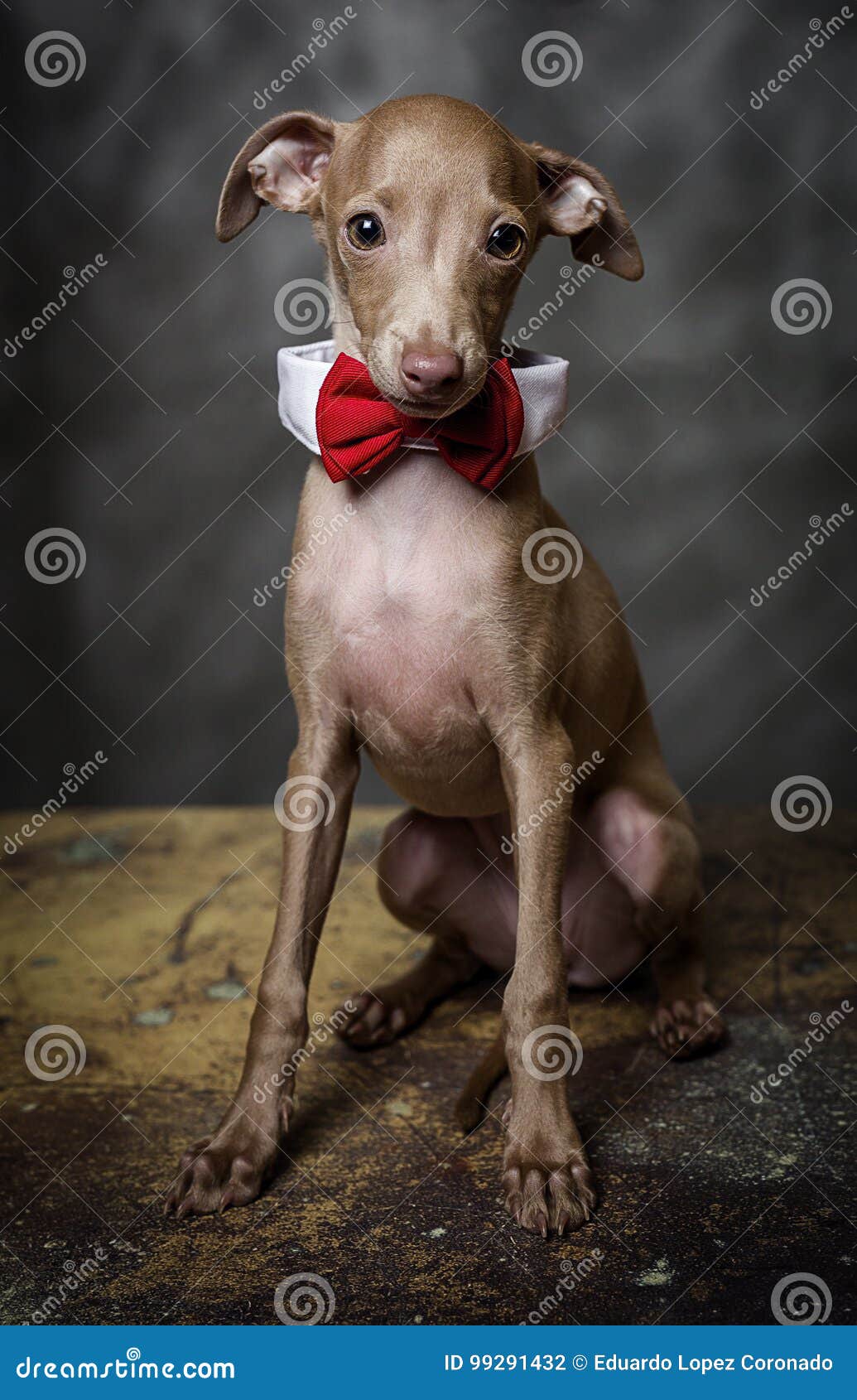 Portrait of Little Italian Greyhound Stock Photo - Image of animal ...