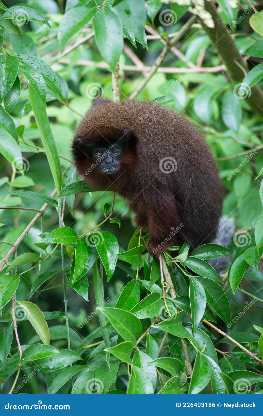 Little Monkey Standing on Tree Branch Stock Photo - Image of natural ...