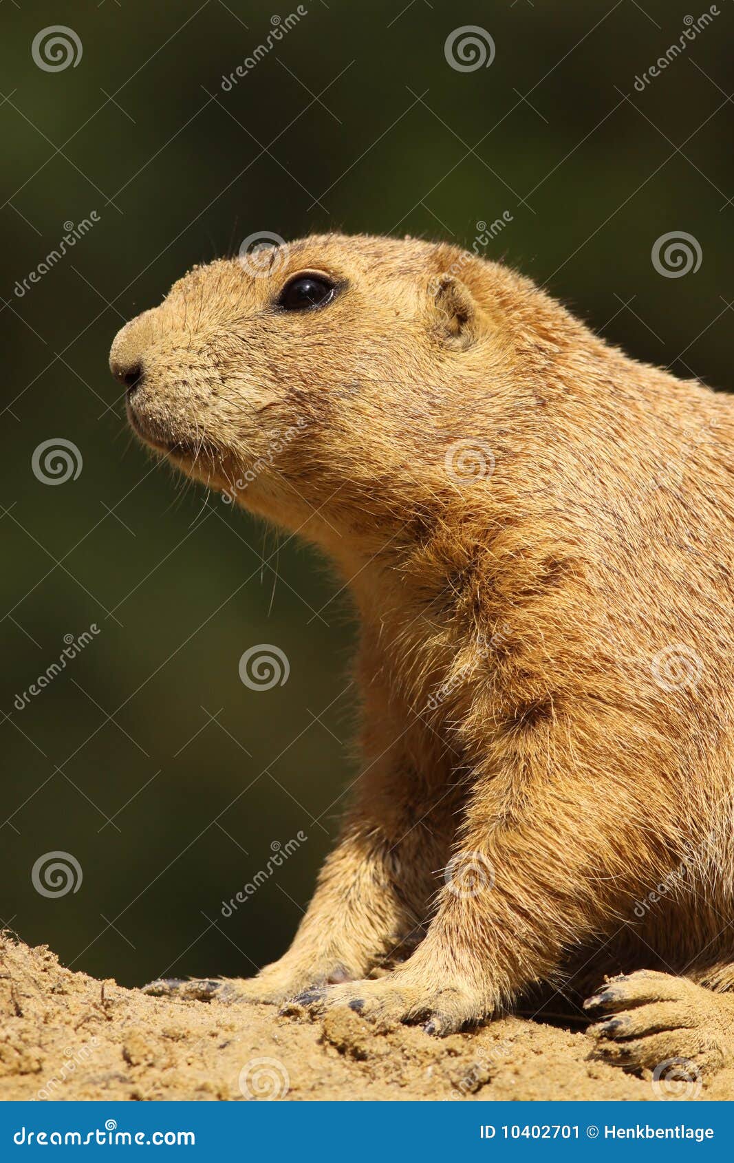 Portrait of a Little Prairie Dog Stock Image - Image of prairie ...