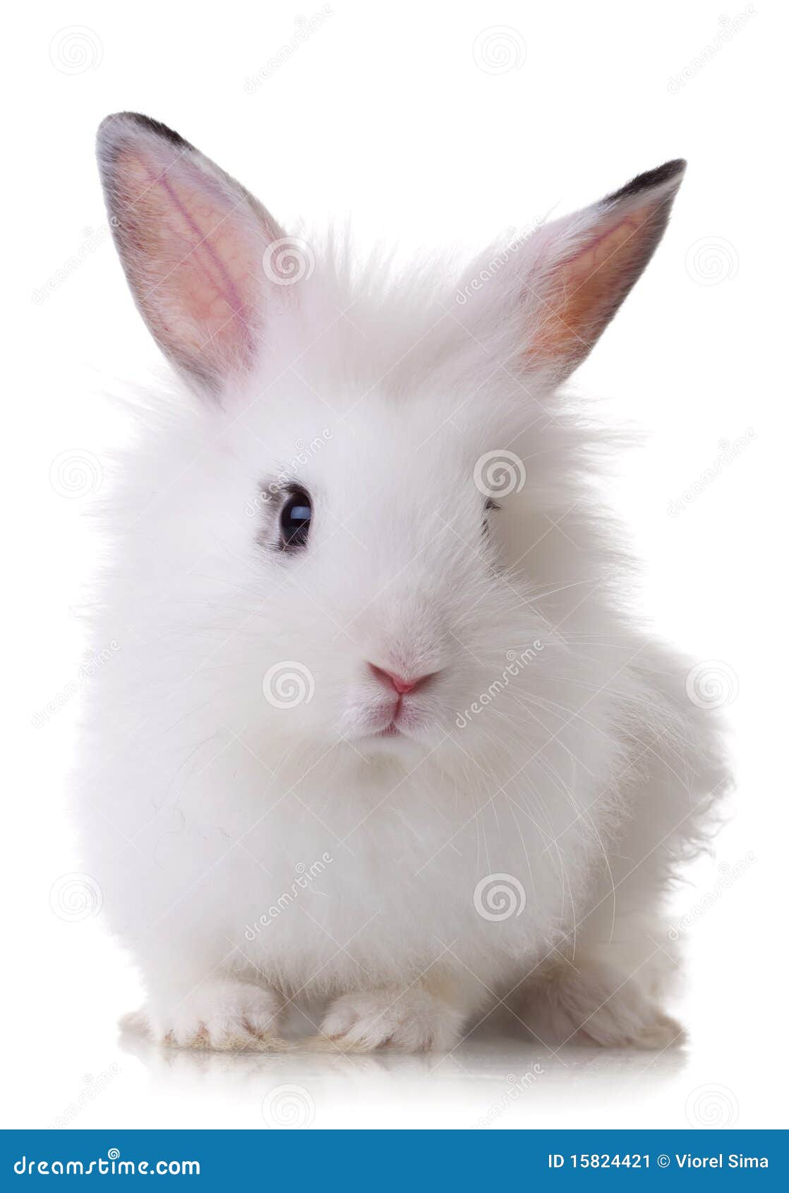 Portrait of a Little Rabbit Stock Image - Image of furry, fleecy: 15824421