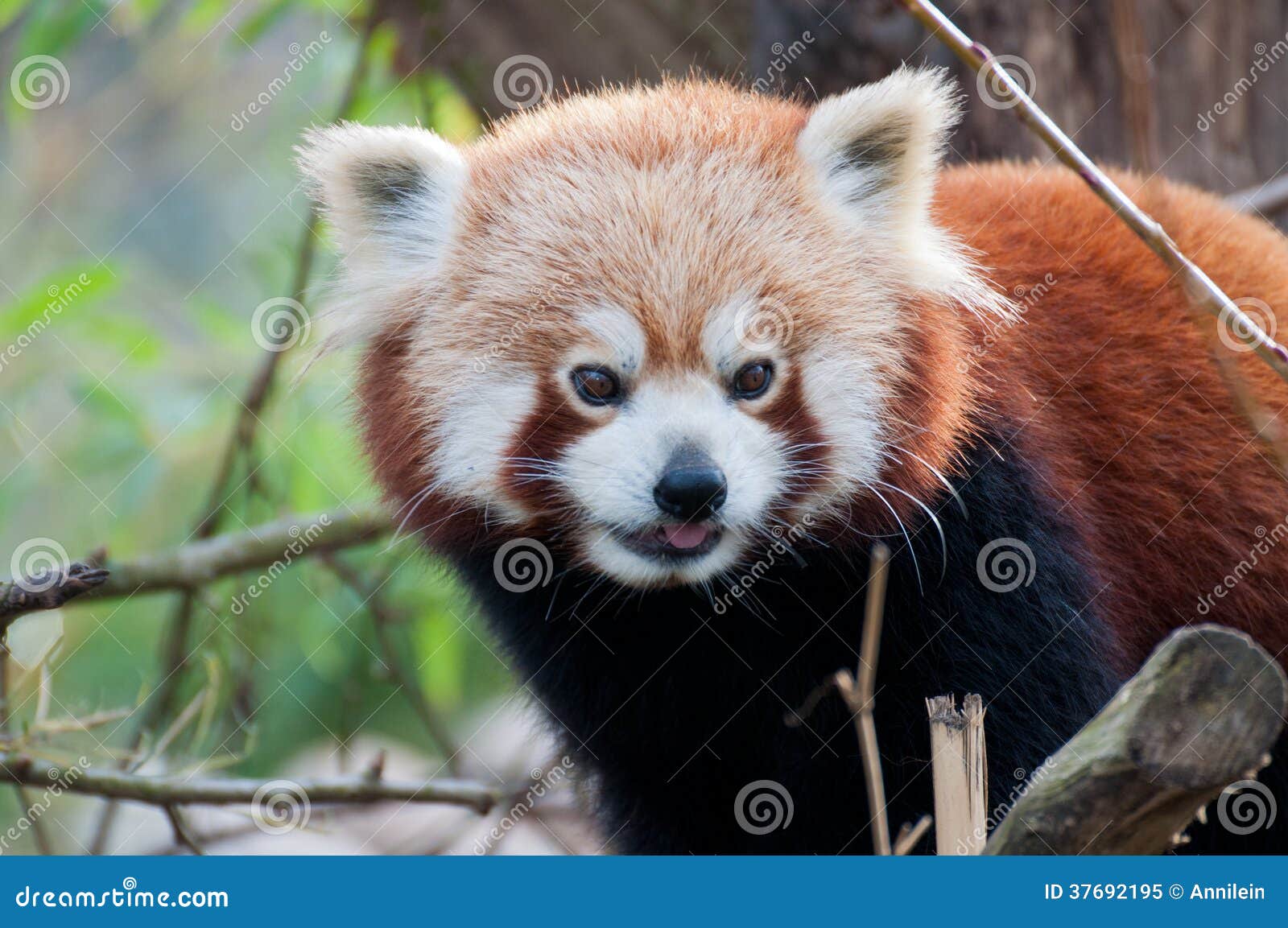 Portrait of a Little Red Panda Stock Image - Image of chengdu ...