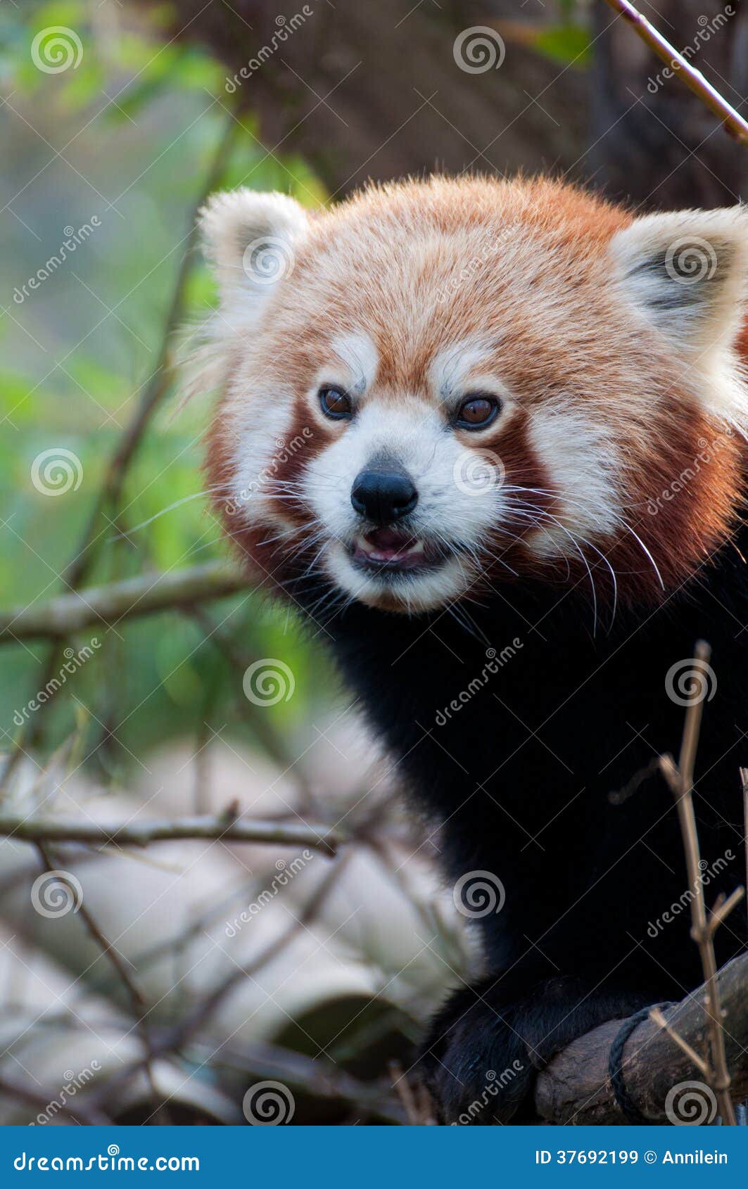 Portrait of a Little Red Panda Stock Image - Image of lovely, ailurus ...