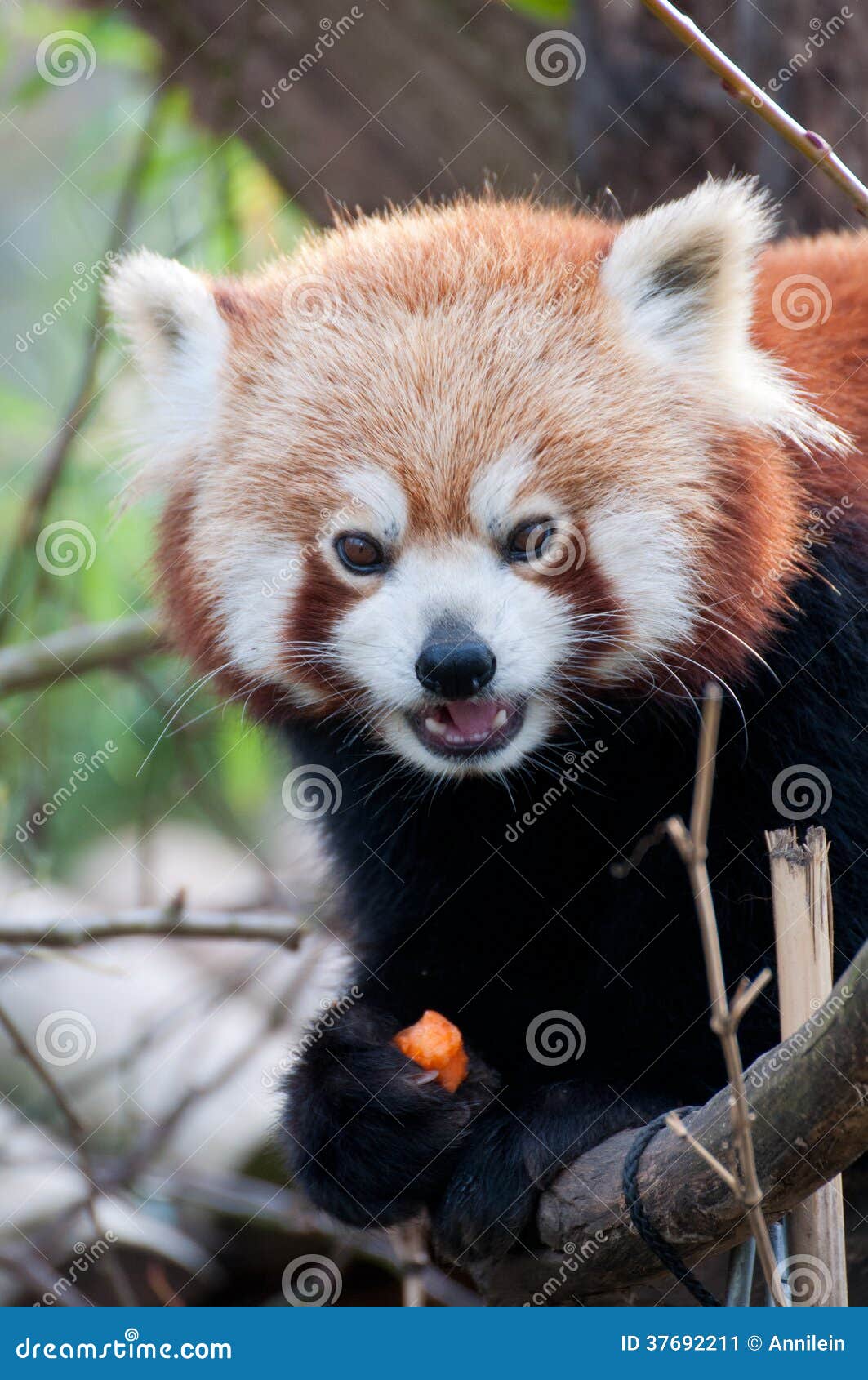 Portrait of a Little Red Panda Stock Image - Image of lovely, catlike ...