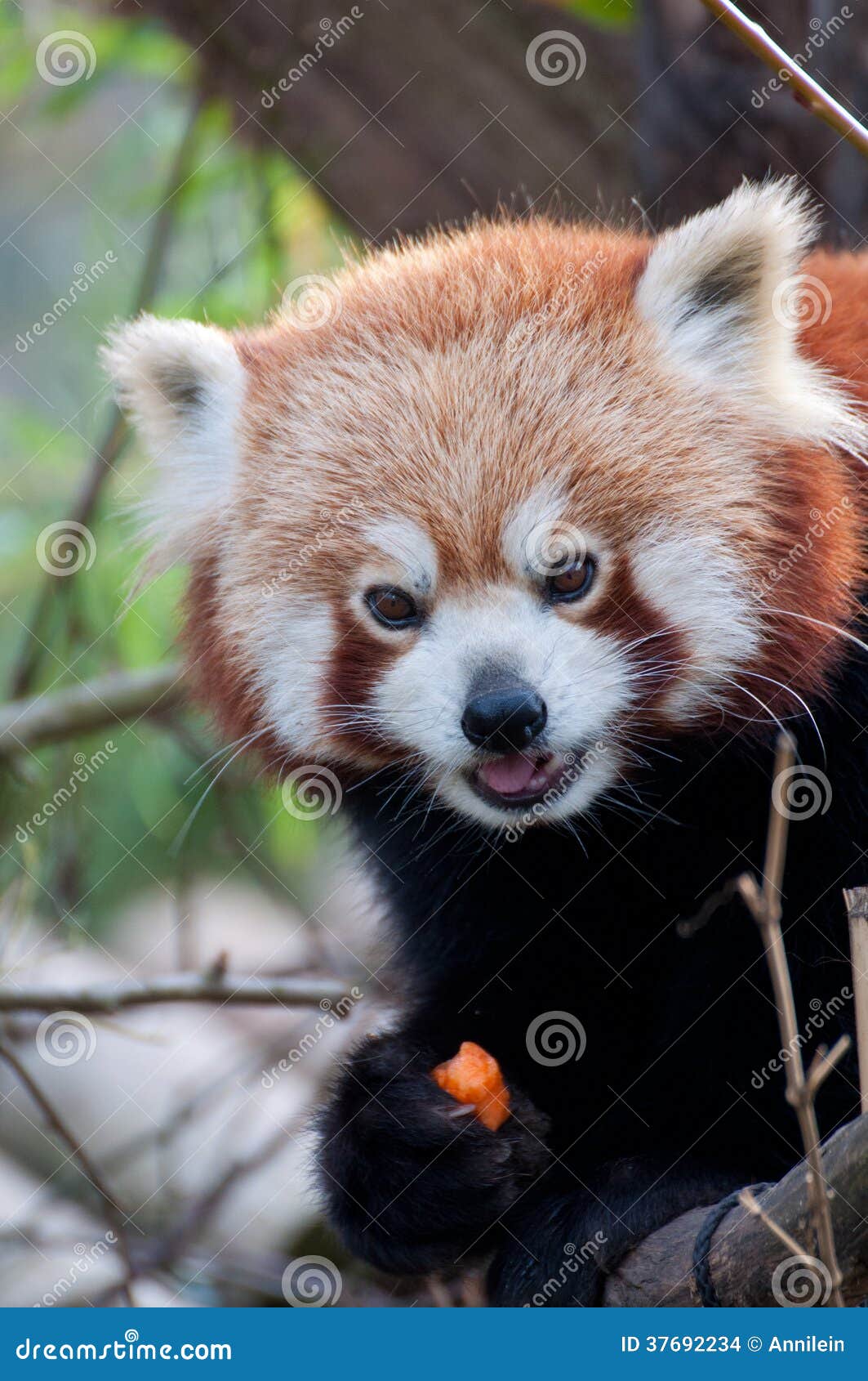 Portrait of a Little Red Panda Stock Photo - Image of bhutan, oriental ...