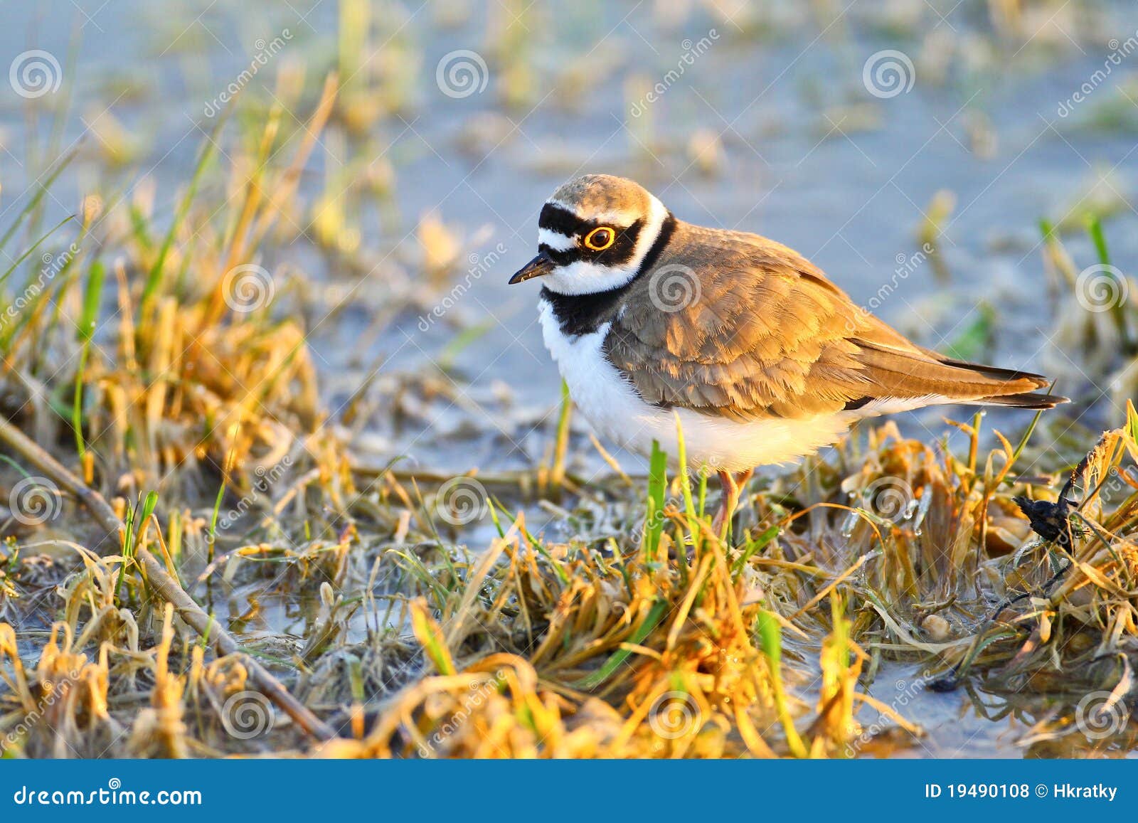 Portrait of a Little Ringed Plover Stock Photo - Image of wildlife ...