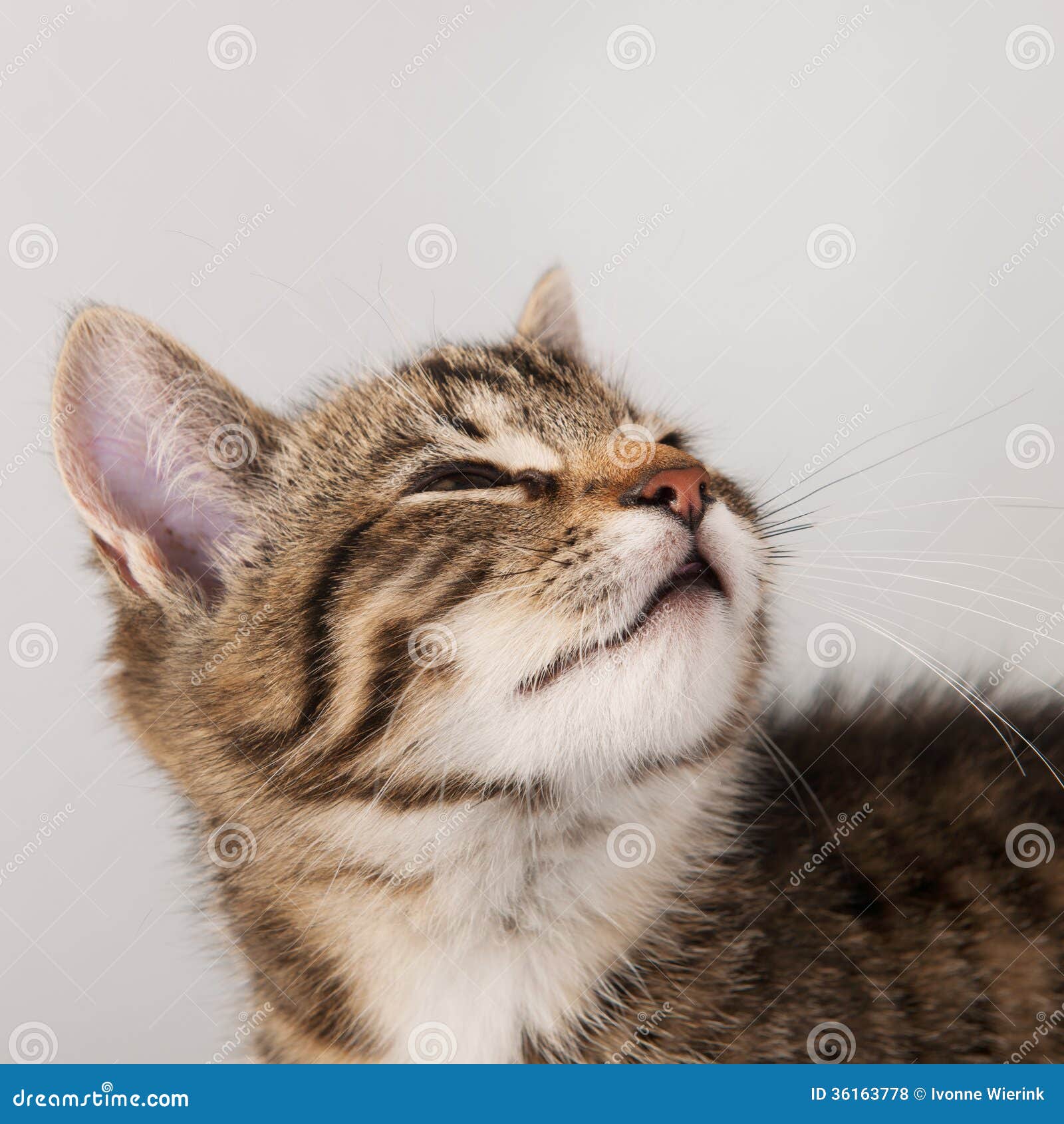 Portrait Little Striped Cat Stock Photo - Image of curiosity, tabby ...