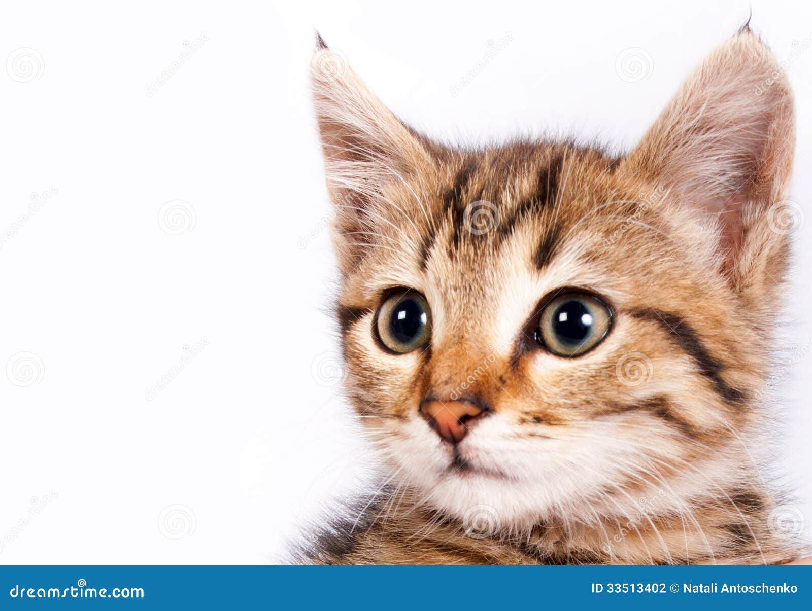 Portrait of a Little Tabby Kitten Stock Photo - Image of looking, small ...