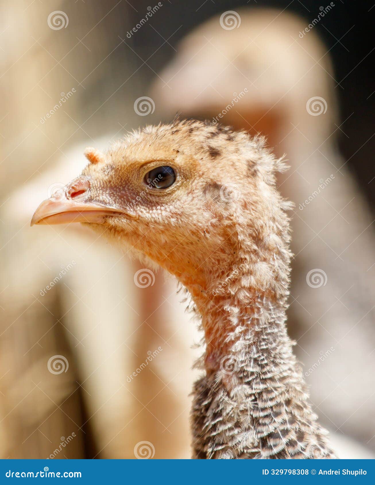 Portrait of a Little Turkey in the Zoo Stock Photo - Image of white ...