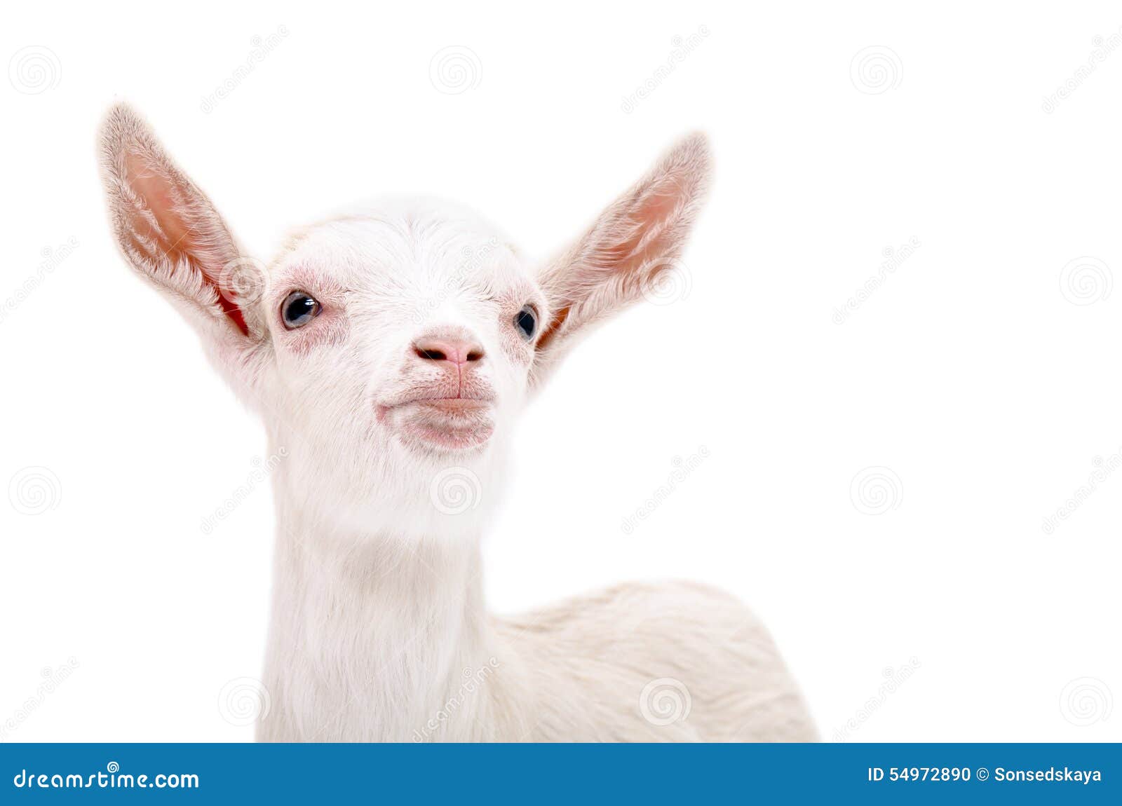 Portrait of a Little White Goat Looking Up Stock Photo - Image of funny ...