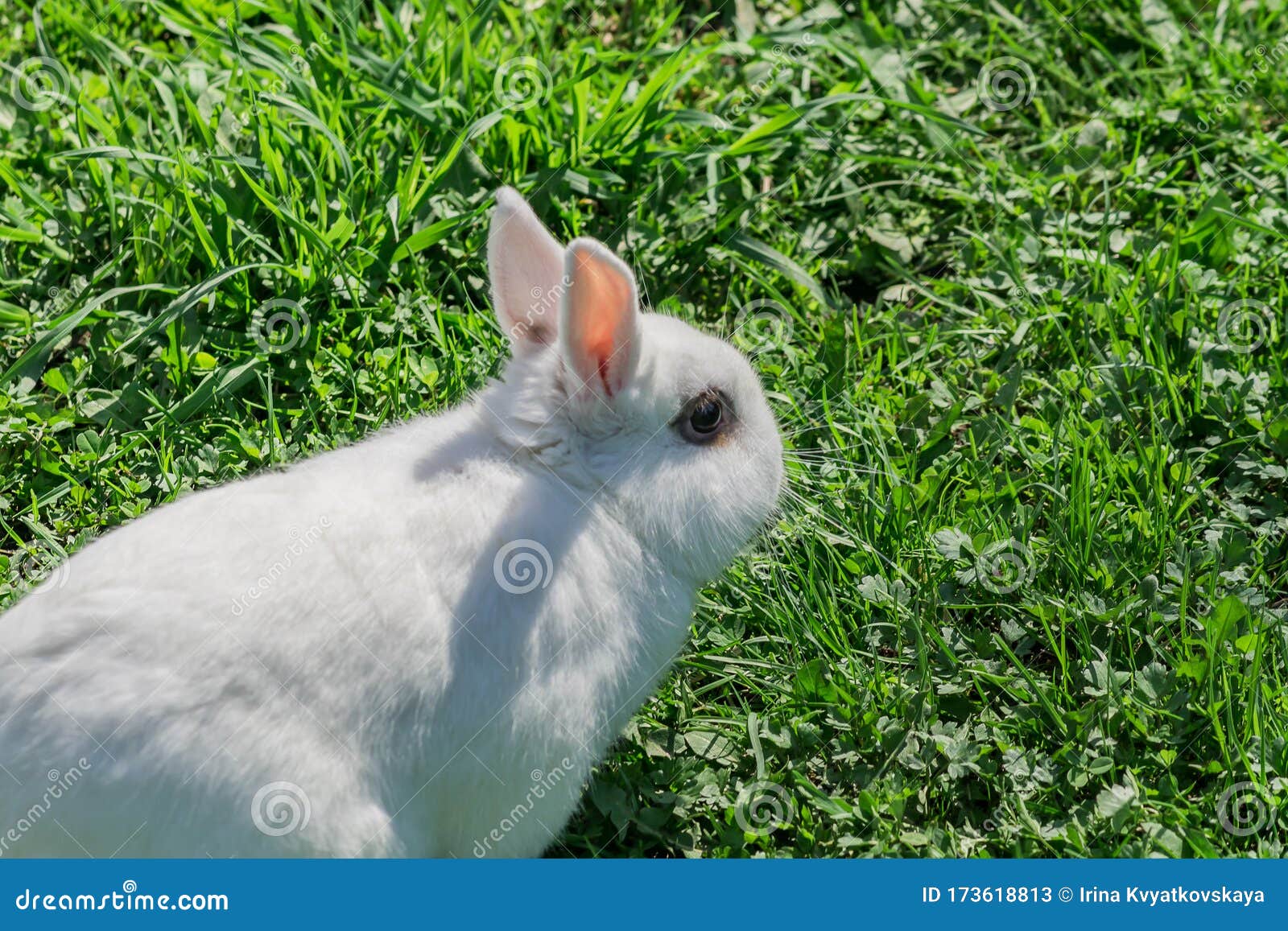 Portrait of Little White Rabbit Sitting in the Grass Stock Image ...