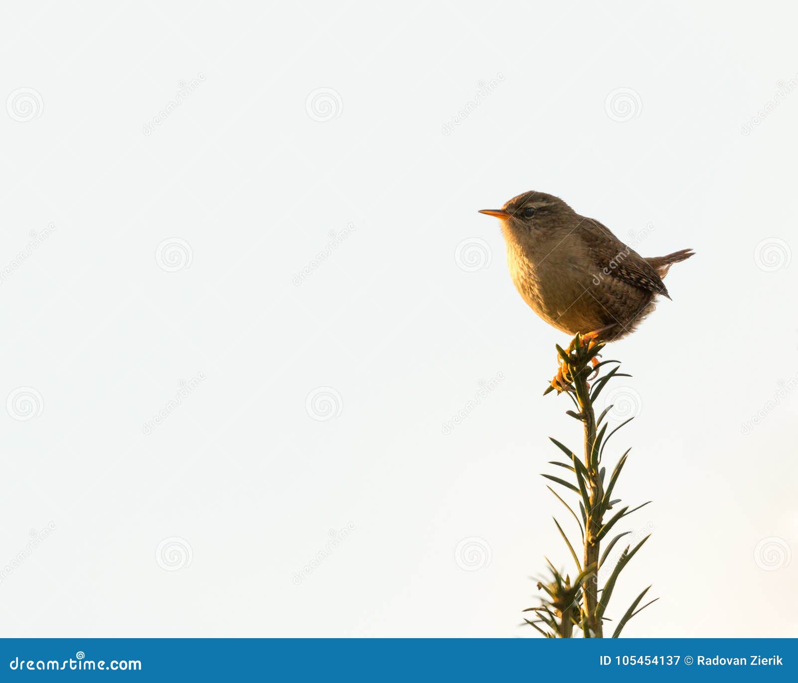 Portrait of a little wren stock image. Image of troglodytes - 105454137