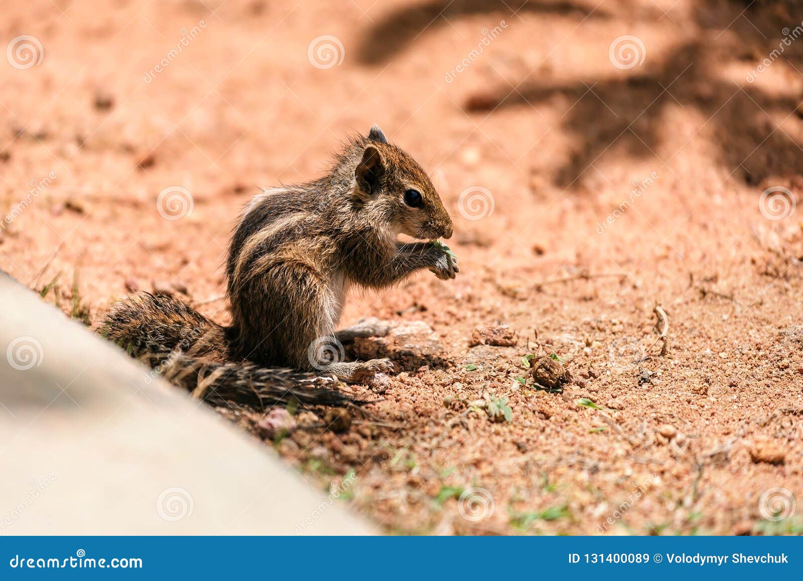 Portrait of cute chipmunk stock image. Image of leaves - 131400089