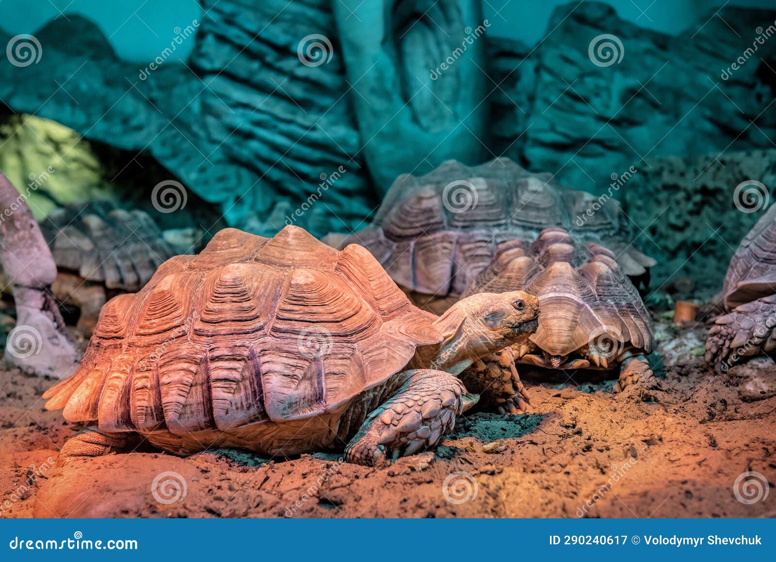 Portrait of live turtle stock image. Image of africa - 290240617