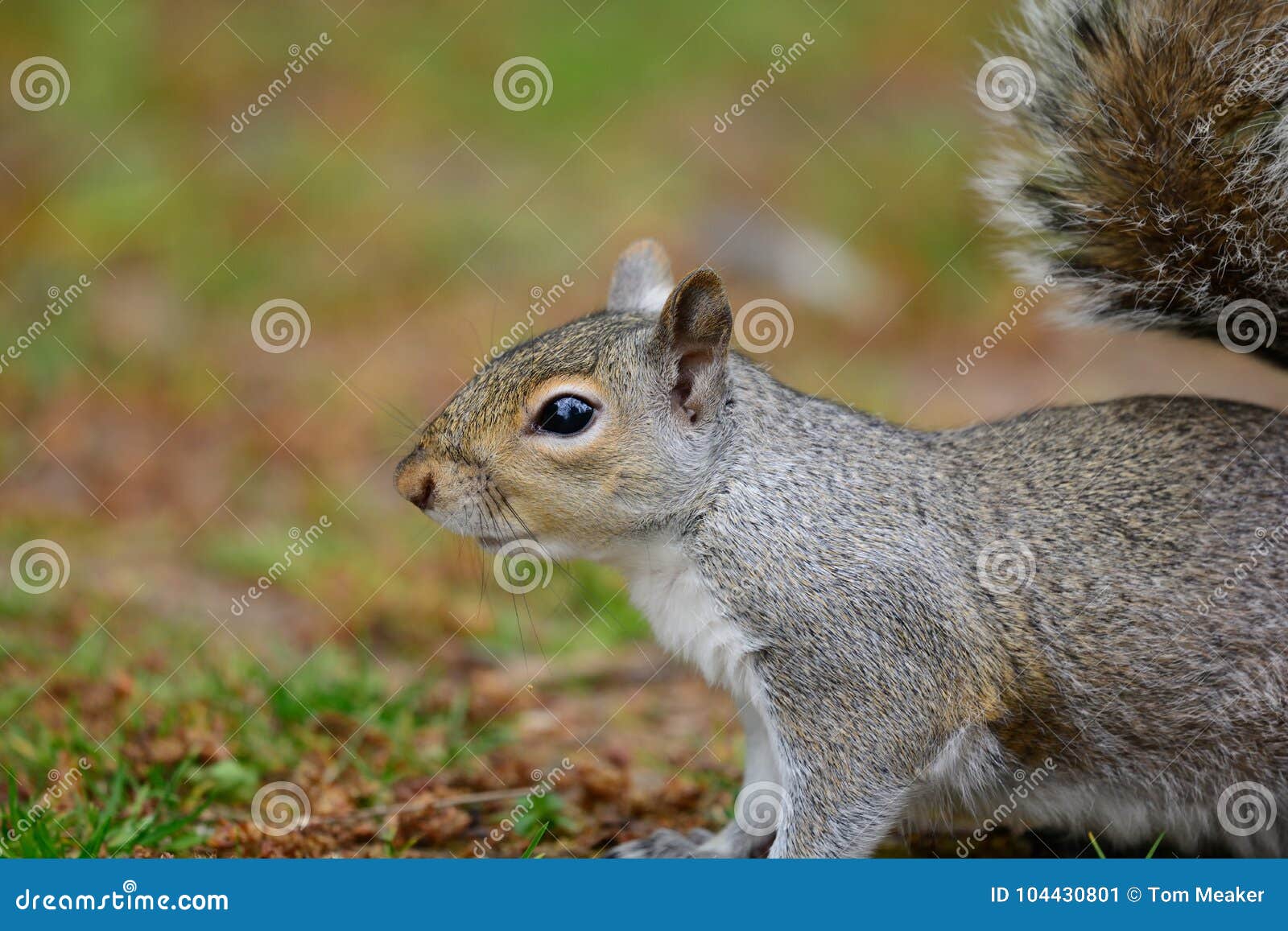 Portrait of a Lively Squirrel Stock Image - Image of adorable, cute ...