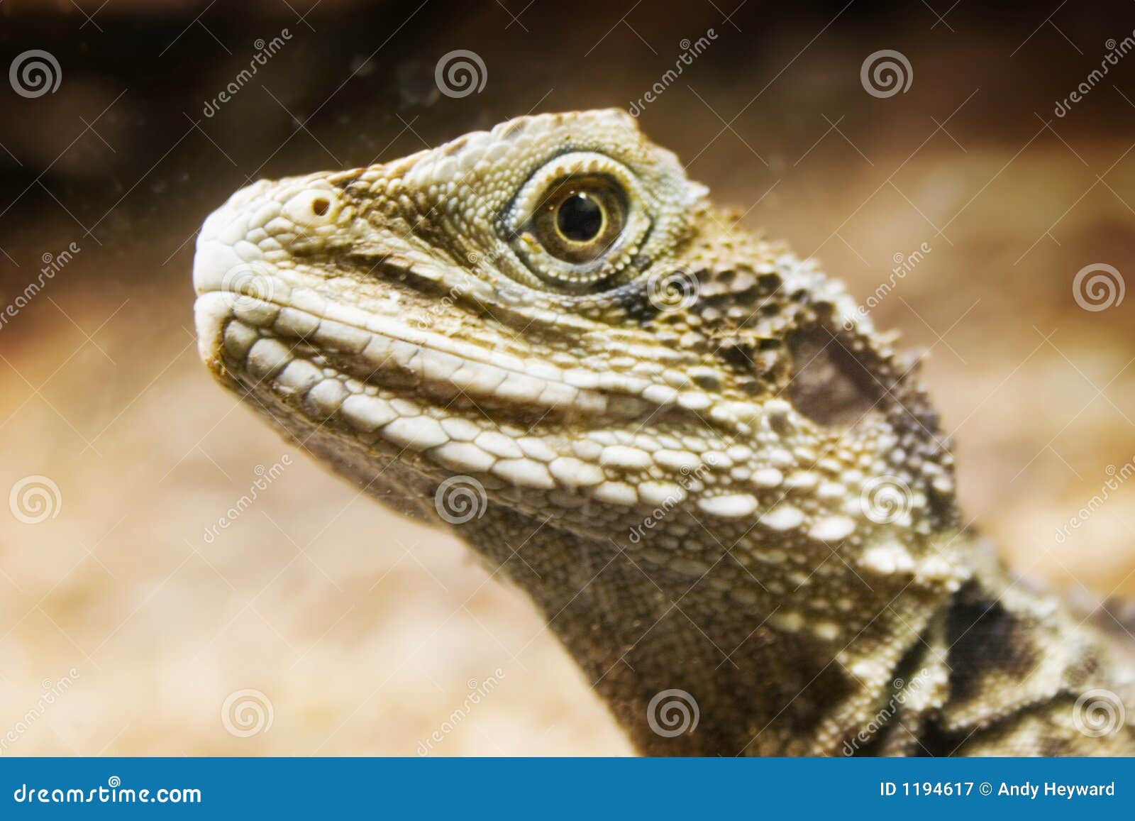 Portrait of lizard stock image. Image of camouflaged, scaly - 1194617